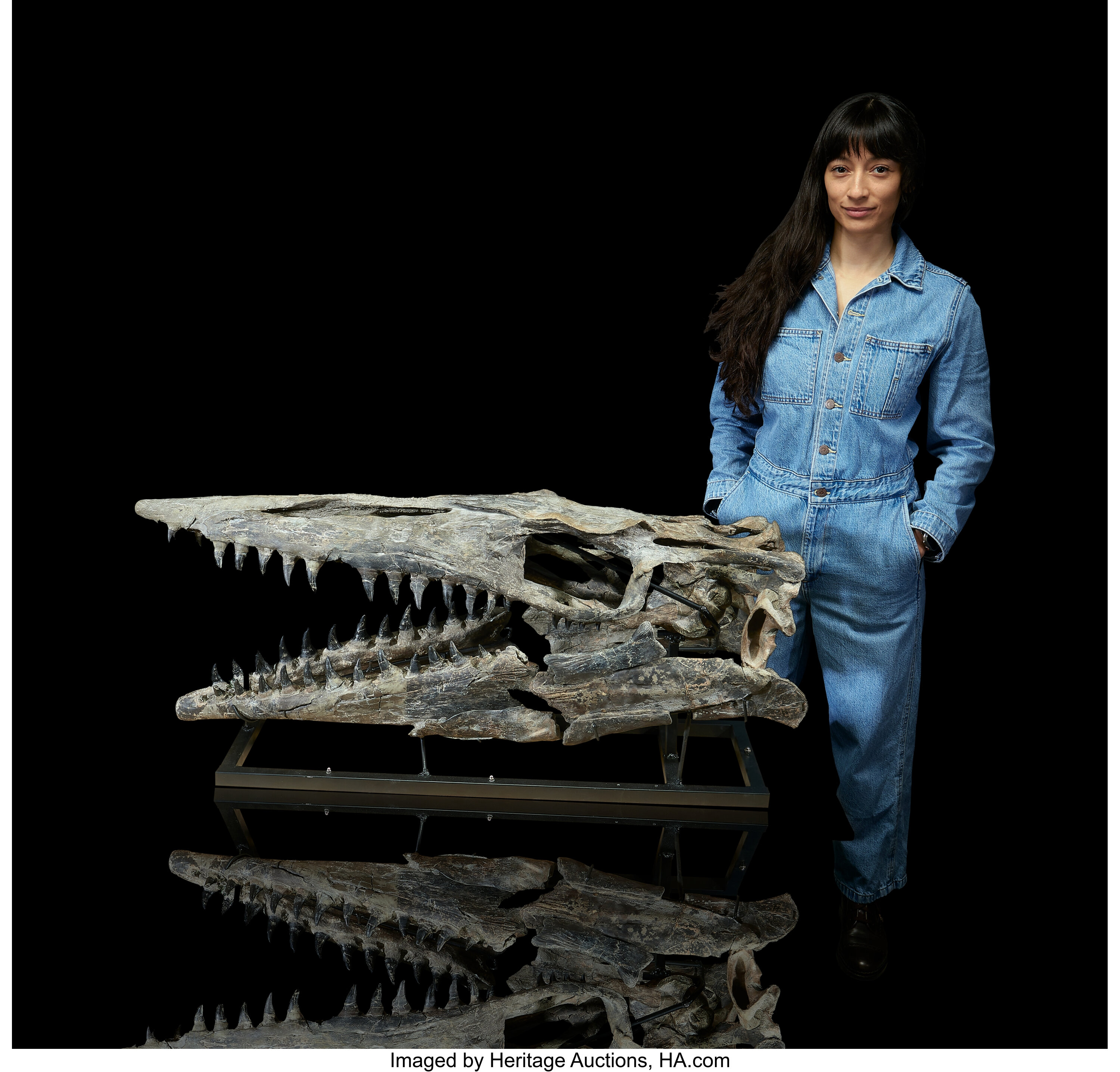 Mosasaur Fossil Skull. Tylosaurus proriger. Late Cretaceous. Ozan | Lot ...