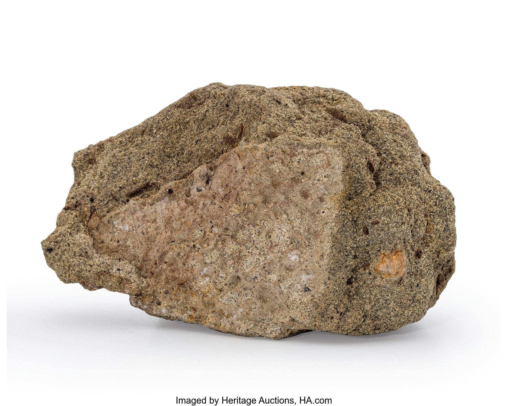 Fossilized Hadrosaurid Skin. Hadrosaurid. Late Cretaceous. Hell | Lot ...