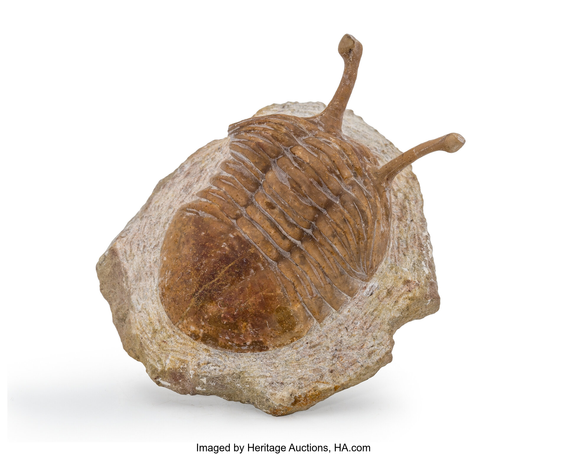 Trilobite Fossil. Neoasaphus kowalewskii. Ordovician. Wolchow | Lot ...