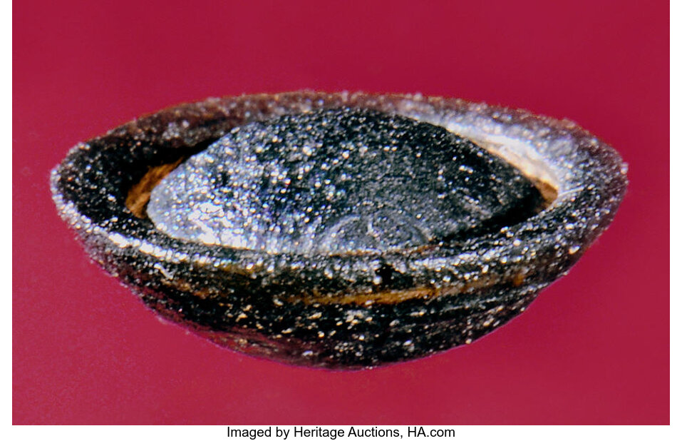 TEKTITE - EXCEEDINGLY RARE, COMPLETE FLANGED-BUTTON AUSTRALITE ...