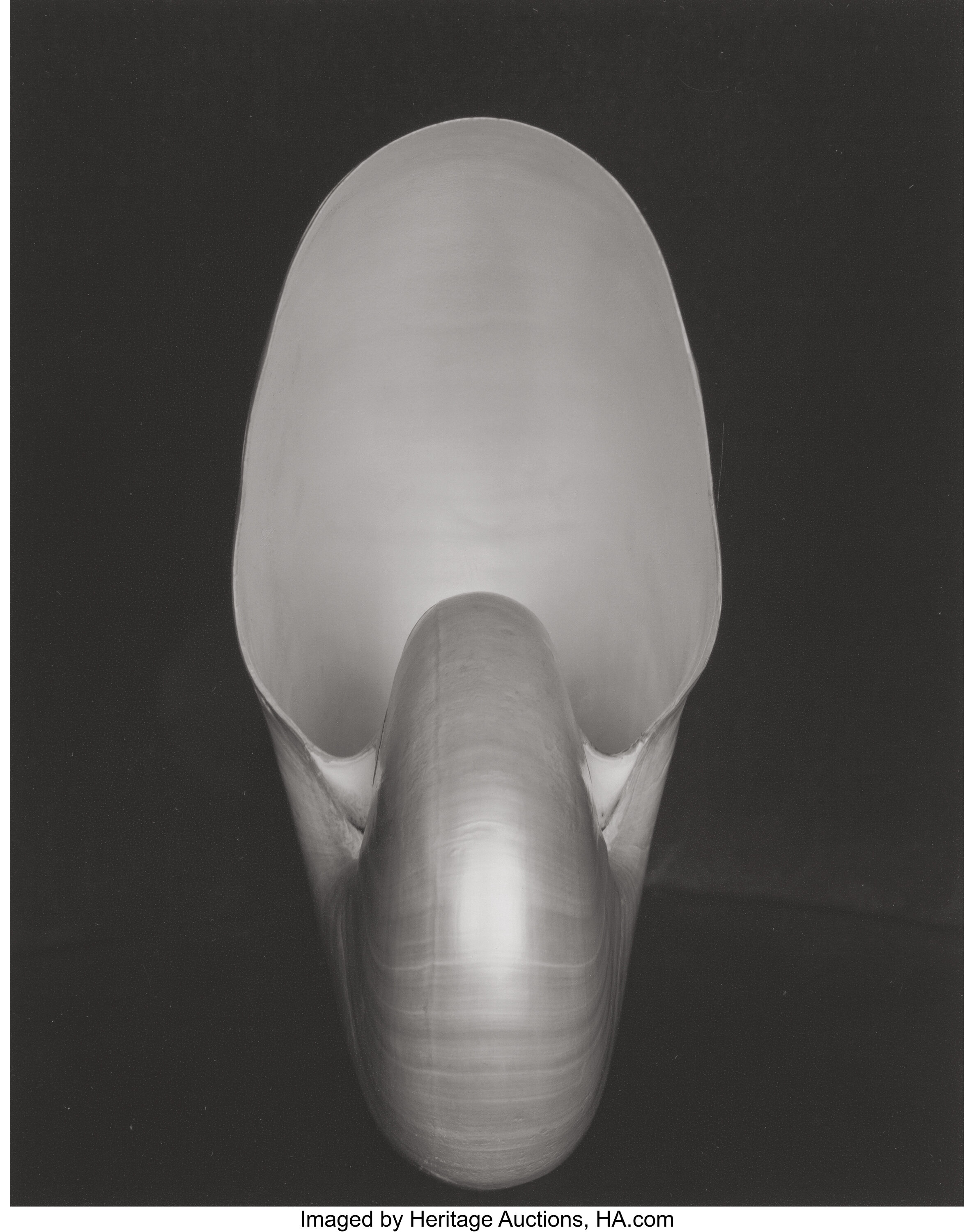 EDWARD WESTON (American, 1886-1958). Shell #15, 1927. Gelatin | Lot ...
