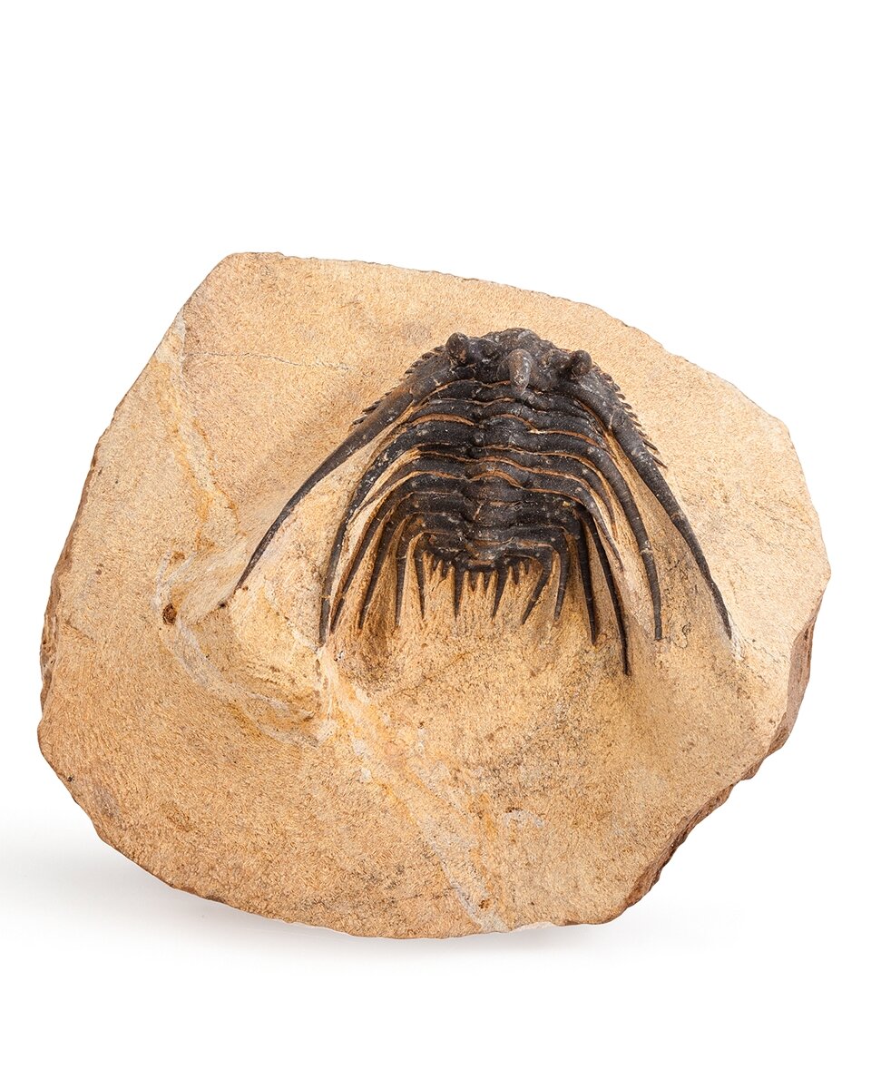 Trilobite Fossil. Leonaspis. Devonian. Morocco. 2.81 x 2.65 x 1.35 ...