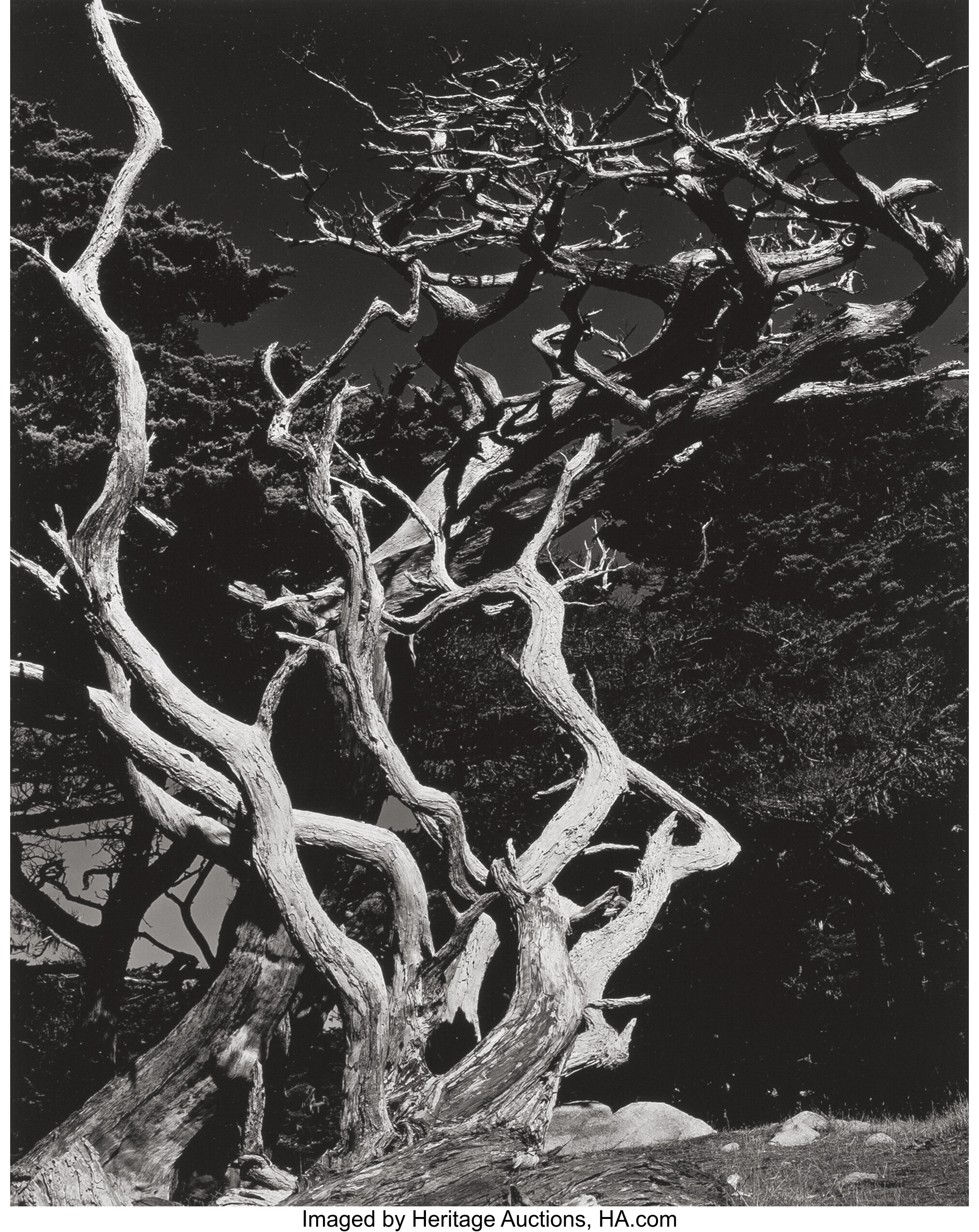 Edward Weston (American, 1886-1958). Point Lobos, 1938. Gelatin | Lot ...
