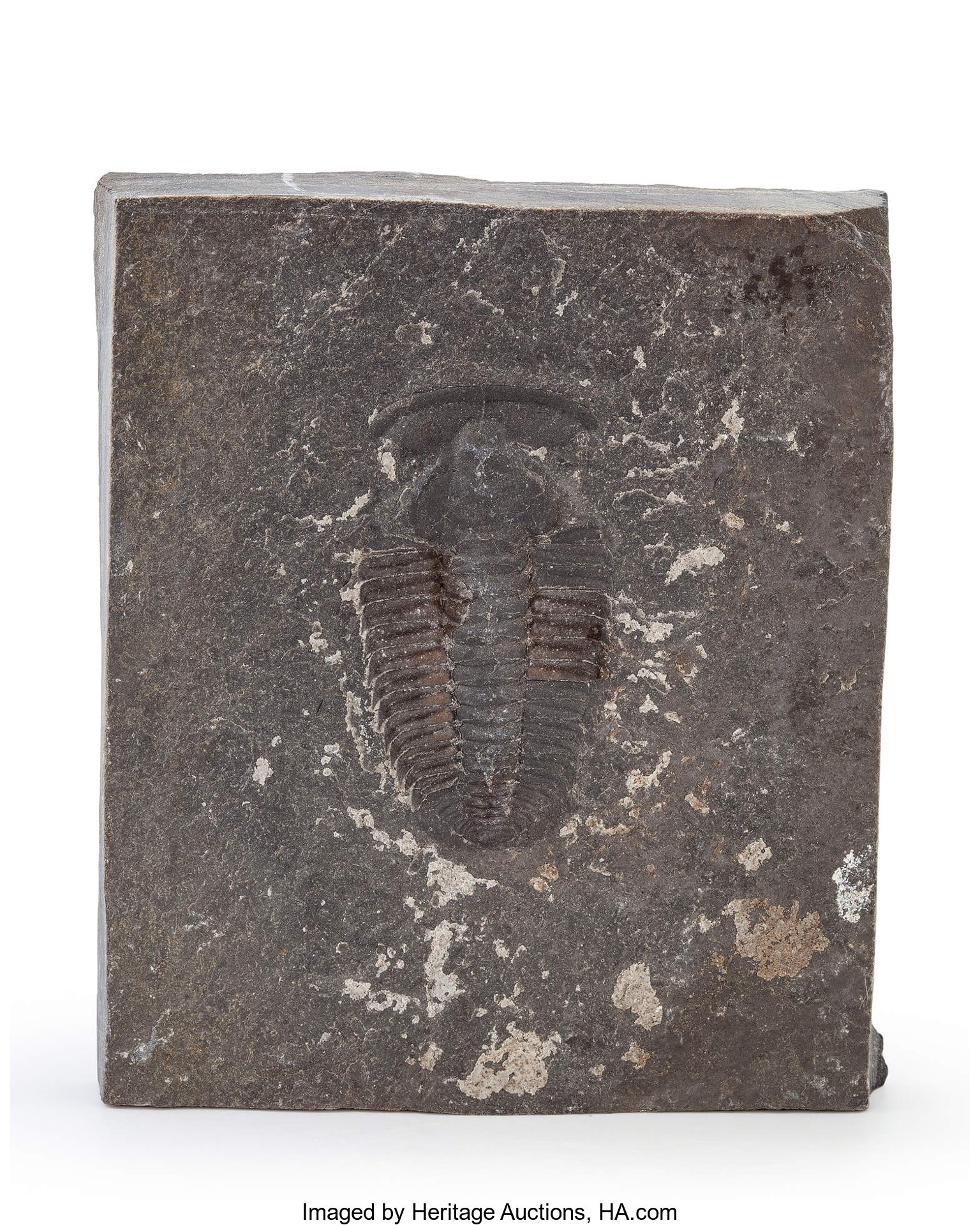 Trilobite Fossil. Xiangxiia yongshunensis. Early Ordovician. Liexi ...