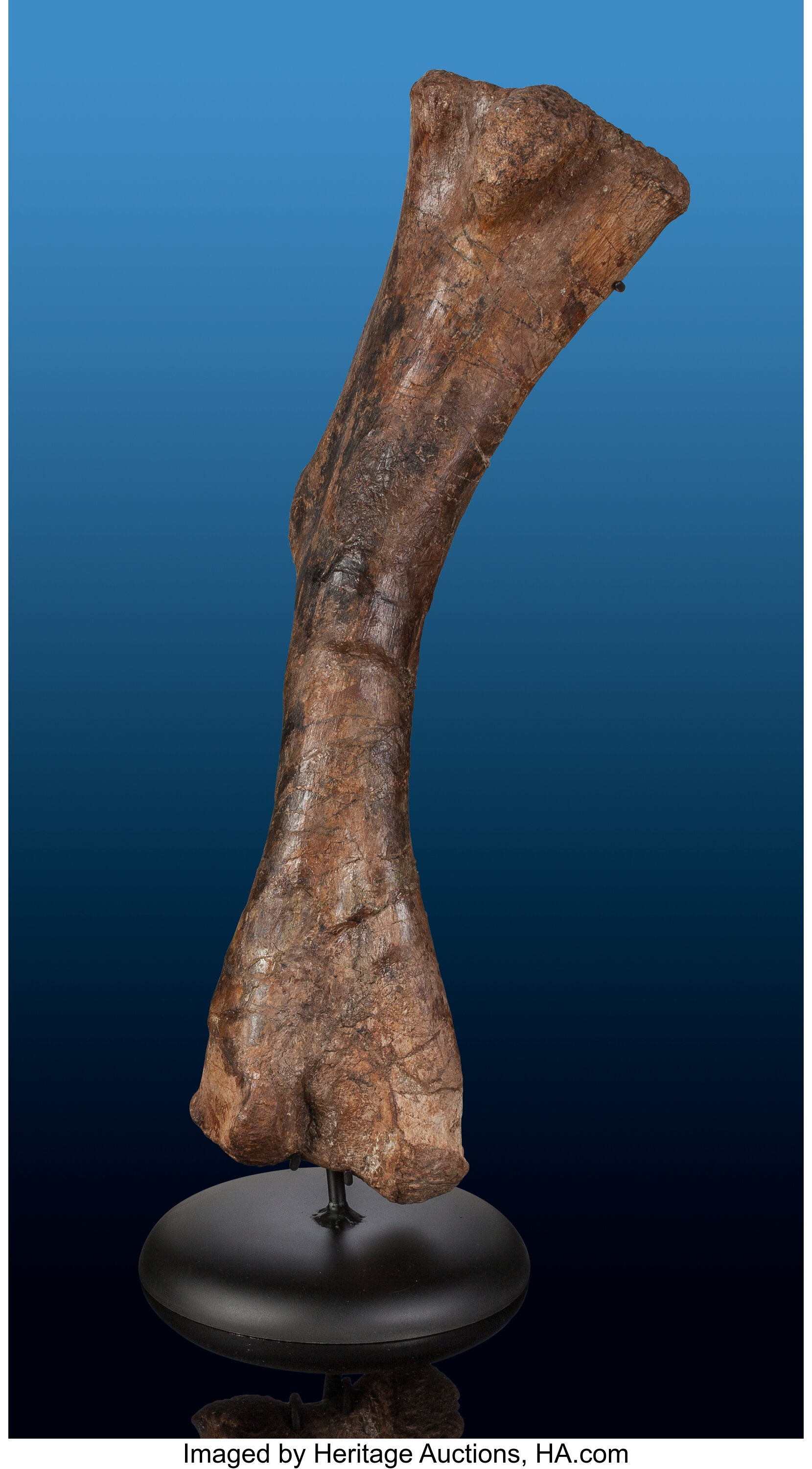 Hadrosaur Humerus. Kritosaurus navajovius. Late Cretaceous. Aguja | Lot ...