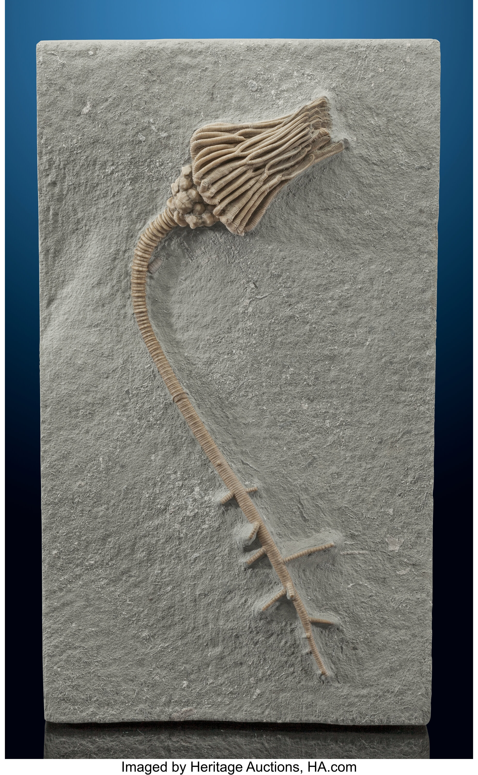 Fossil Crinoid. Actinocrinites gibsoni . Mississippian. | Lot #72103 ...