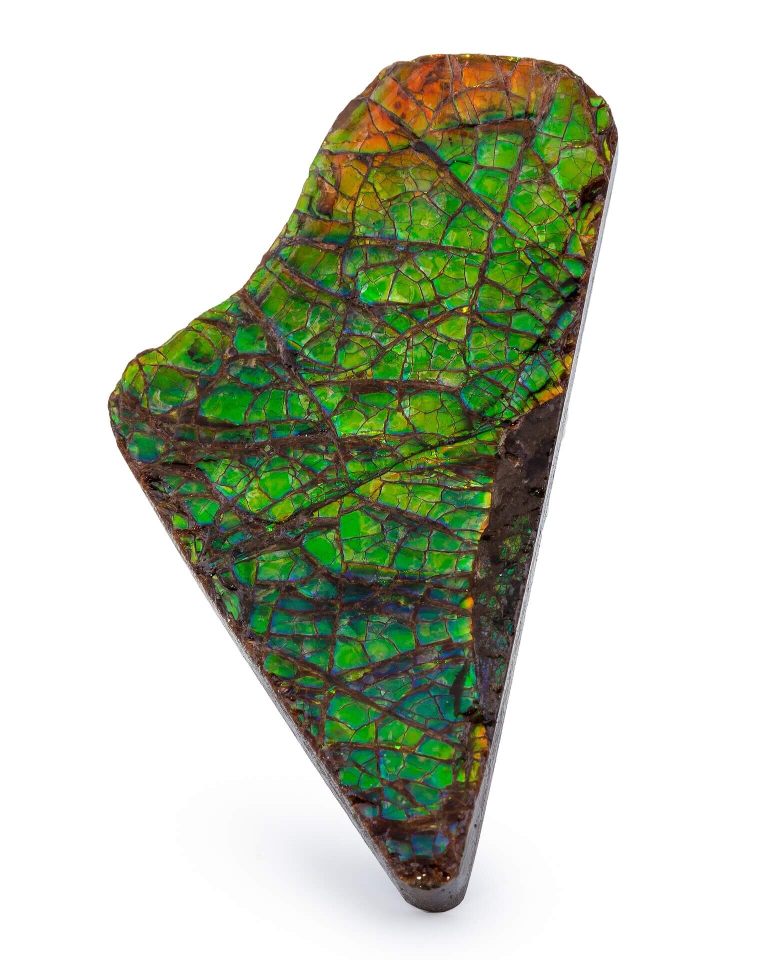 Ammolite Fossil. Placenticeras sp.. Cretaceous. Bearpaw Formation ...
