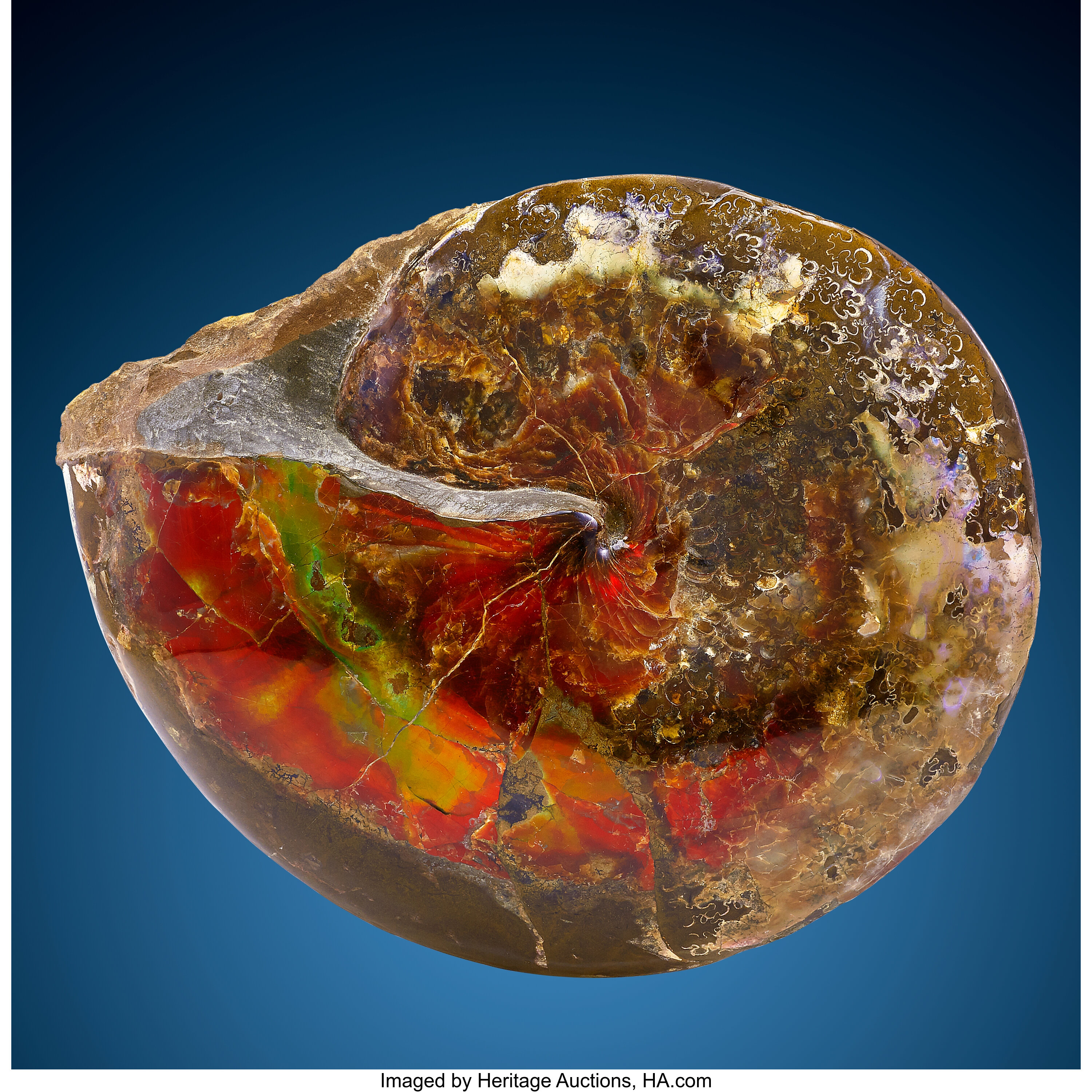 Ammonite Fossil. Sphenodiscus splendens . Late Cretaceous . Timber ...