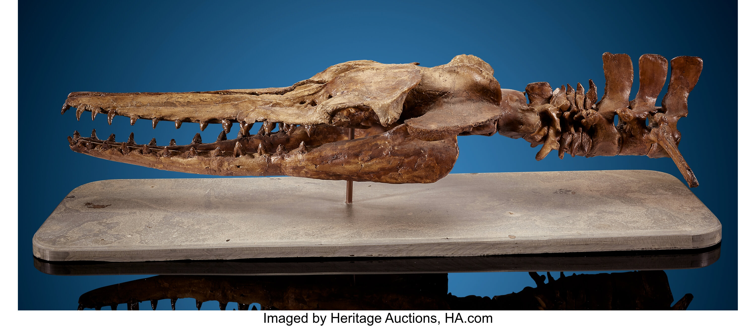 Fossil Whale Skull with Vertebrae. Xenorophus sp.. Oligocene. South ...