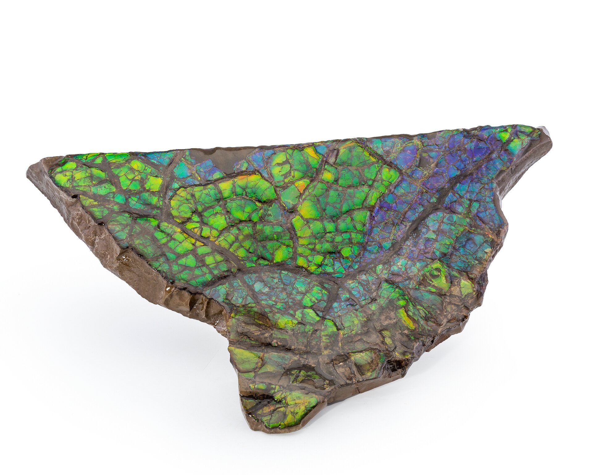 Ammolite Fossil. Placenticeras sp.. Cretaceous. Bearpaw Formation ...