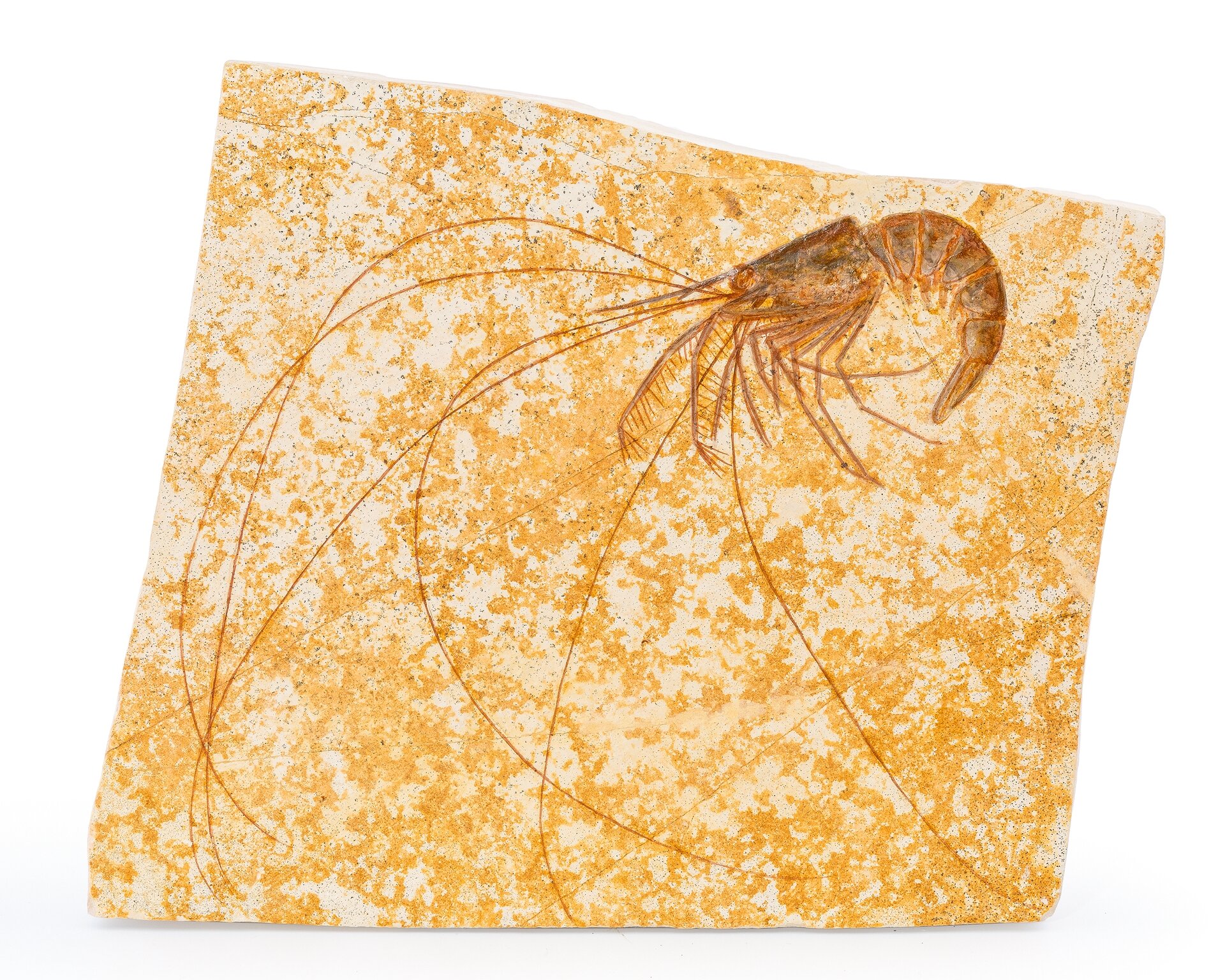 Fossil Shrimp. Aeger tipularis. Upper Jurassic. Solnhofen | Lot #79013 ...