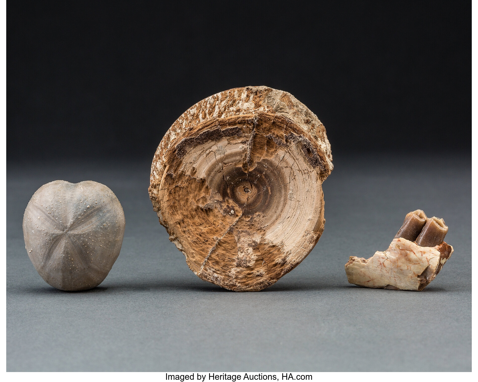 Group of 3 Fossils. ... (Total: 3 Items) Fossils Mammals | Lot #20 ...