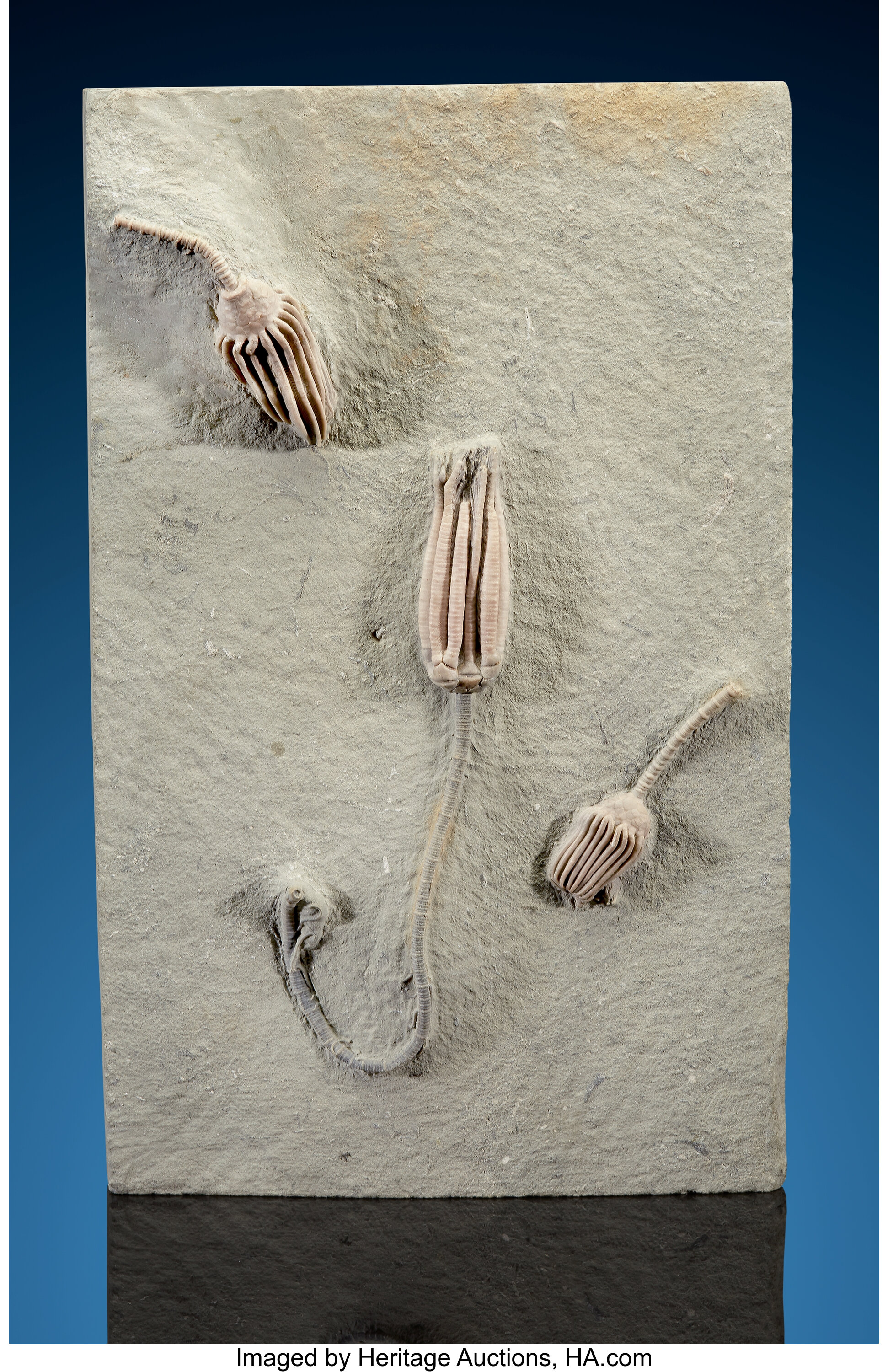 Fossil Crinoid. Macrocrinus mundulus & Scytalocrinus robustus . | Lot ...
