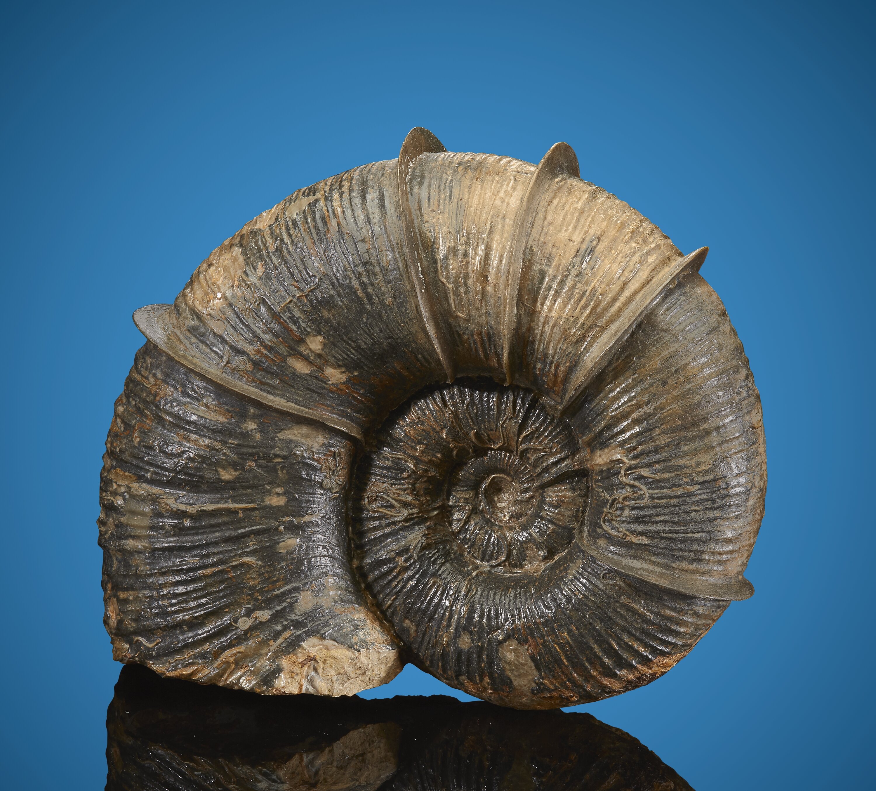 Ammonite Fossil. Lytoceras sp.. Jurassic. Lyme Regis. Dorset, | Lot ...
