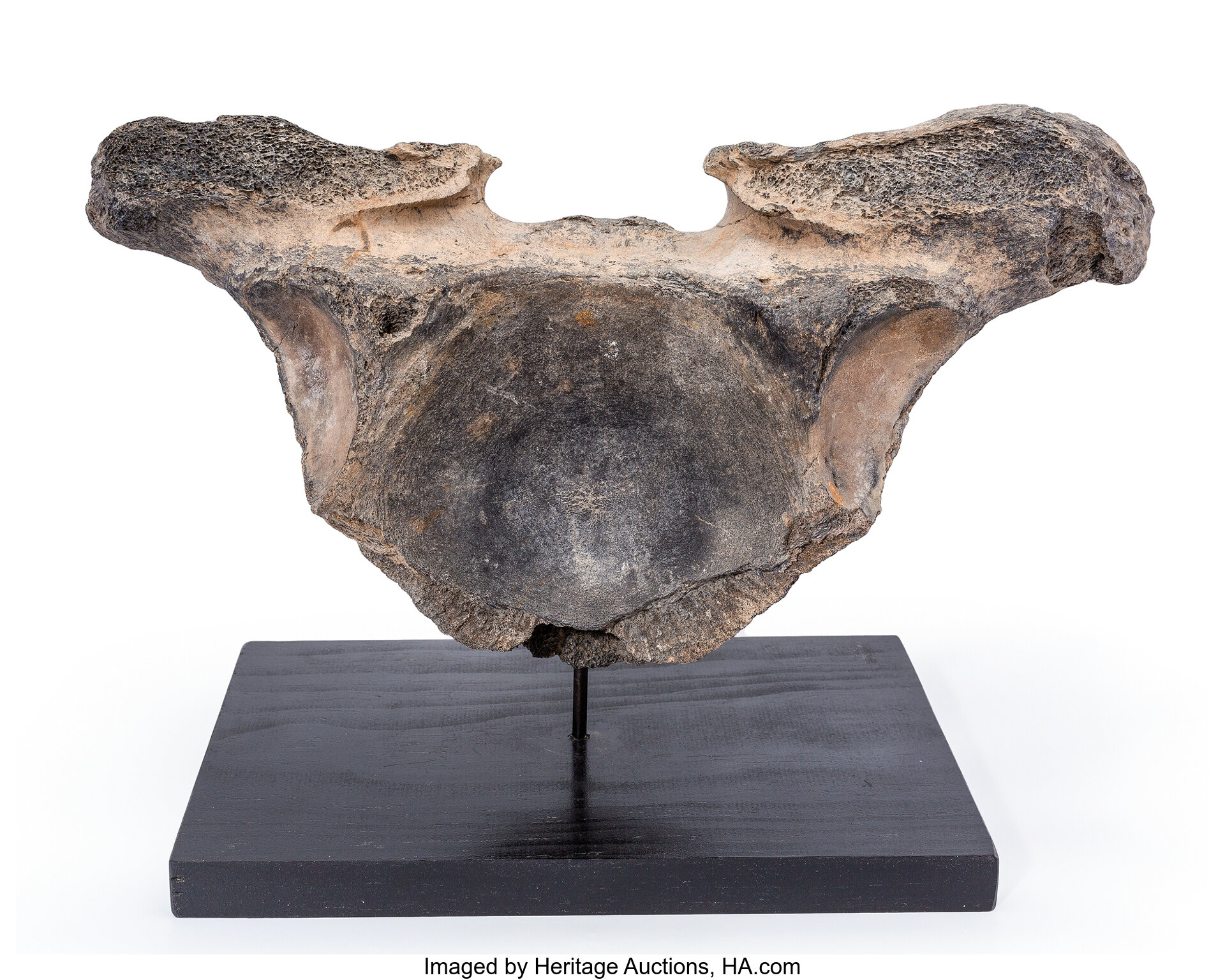Mastodon Vertebra. Mammut americanum. Pleistocene. Aucilla River, | Lot ...
