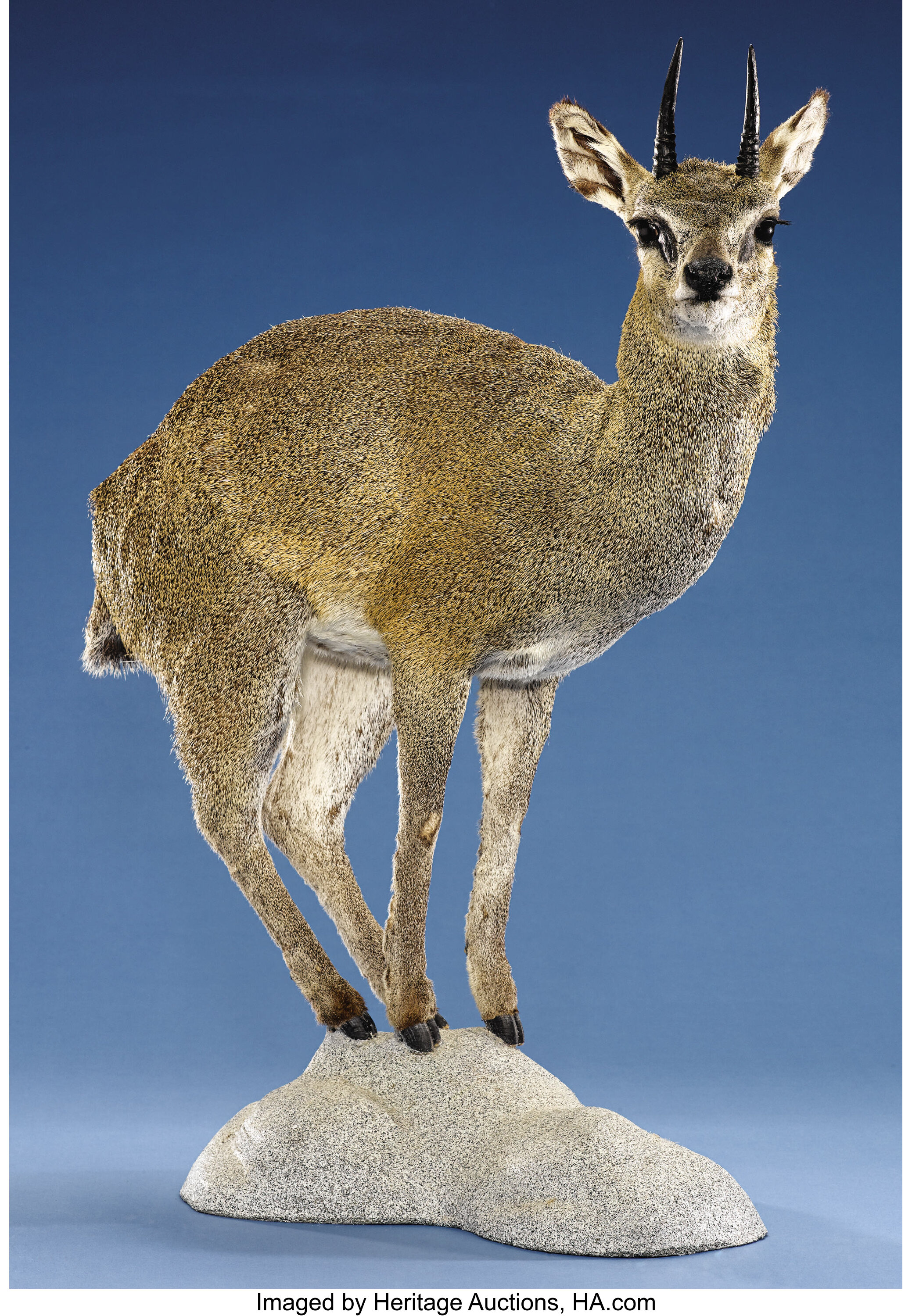 KLIPSPRINGER FULL-BODY MOUNT. ... Zoology Taxidermy | Lot #48115 ...