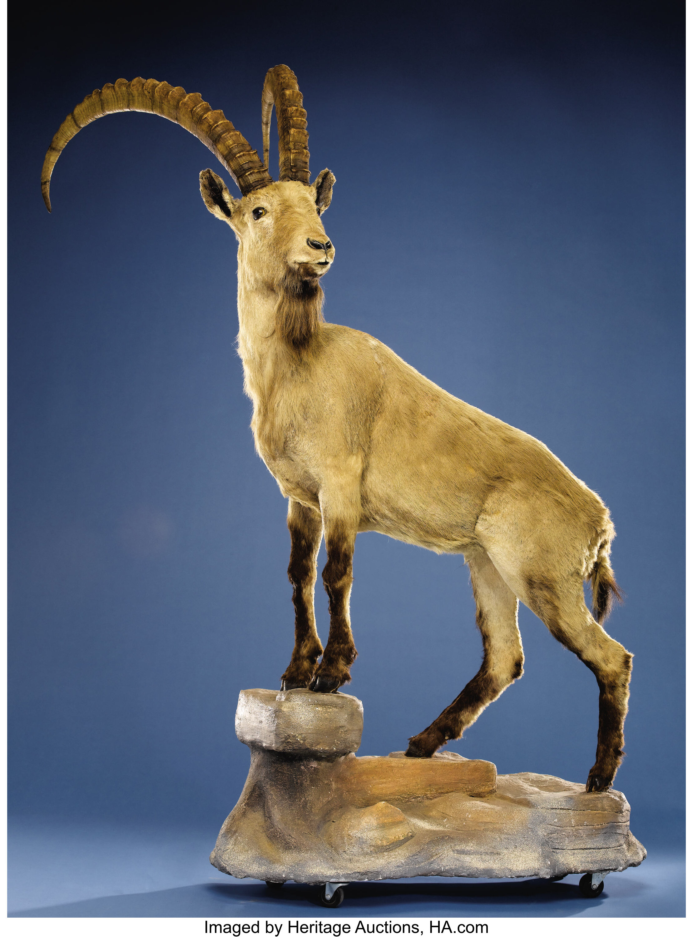 MONGOLIAN IBEX FULL-BODY MOUNT . ... Zoology Taxidermy | Lot #48138 ...