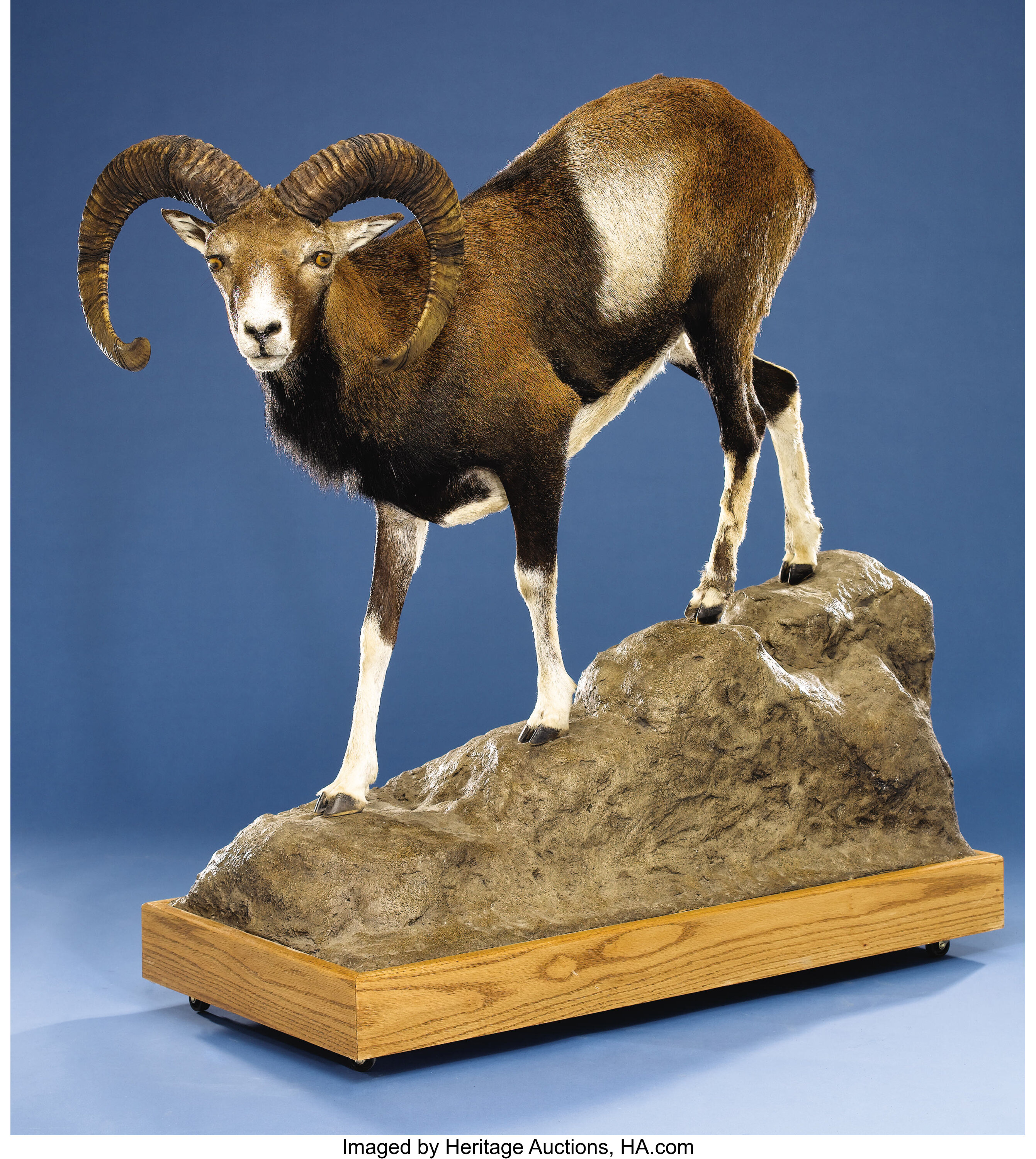 EUROPEAN MOUFLON FULL-BODY MOUNT. ... Zoology Taxidermy | Lot #48139 ...