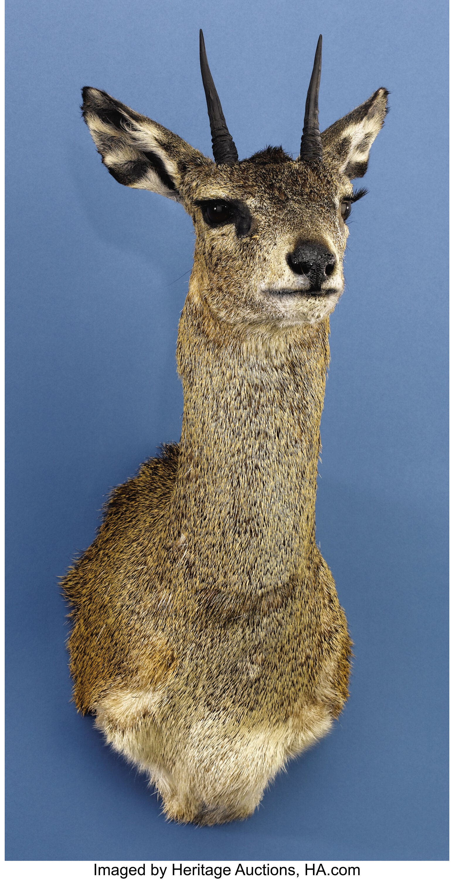 AFRICAN KLIPSPRINGER SHOULDER MOUNT. ... Zoology Taxidermy | Lot #48094 ...