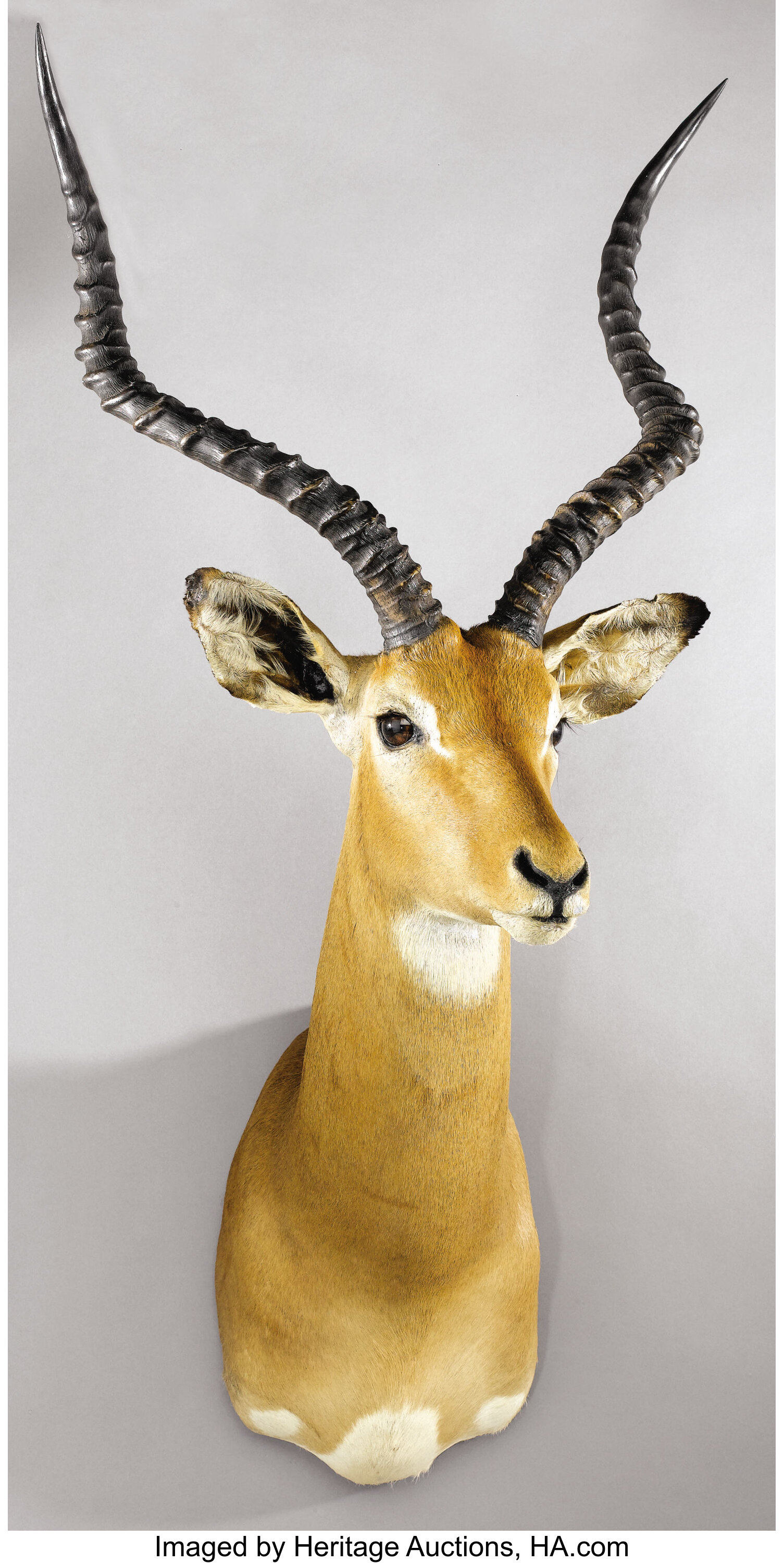 EAST AFRICAN IMPALA SHOULDER MOUNT. ... Zoology Taxidermy | Lot #48116 ...