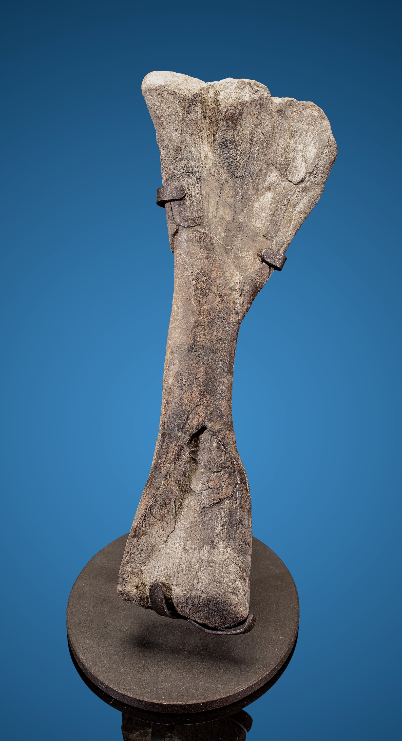 Hadrosaurid Dinosaur Tibia. Edmontosaurus sp.. Late Cretaceous. | Lot ...