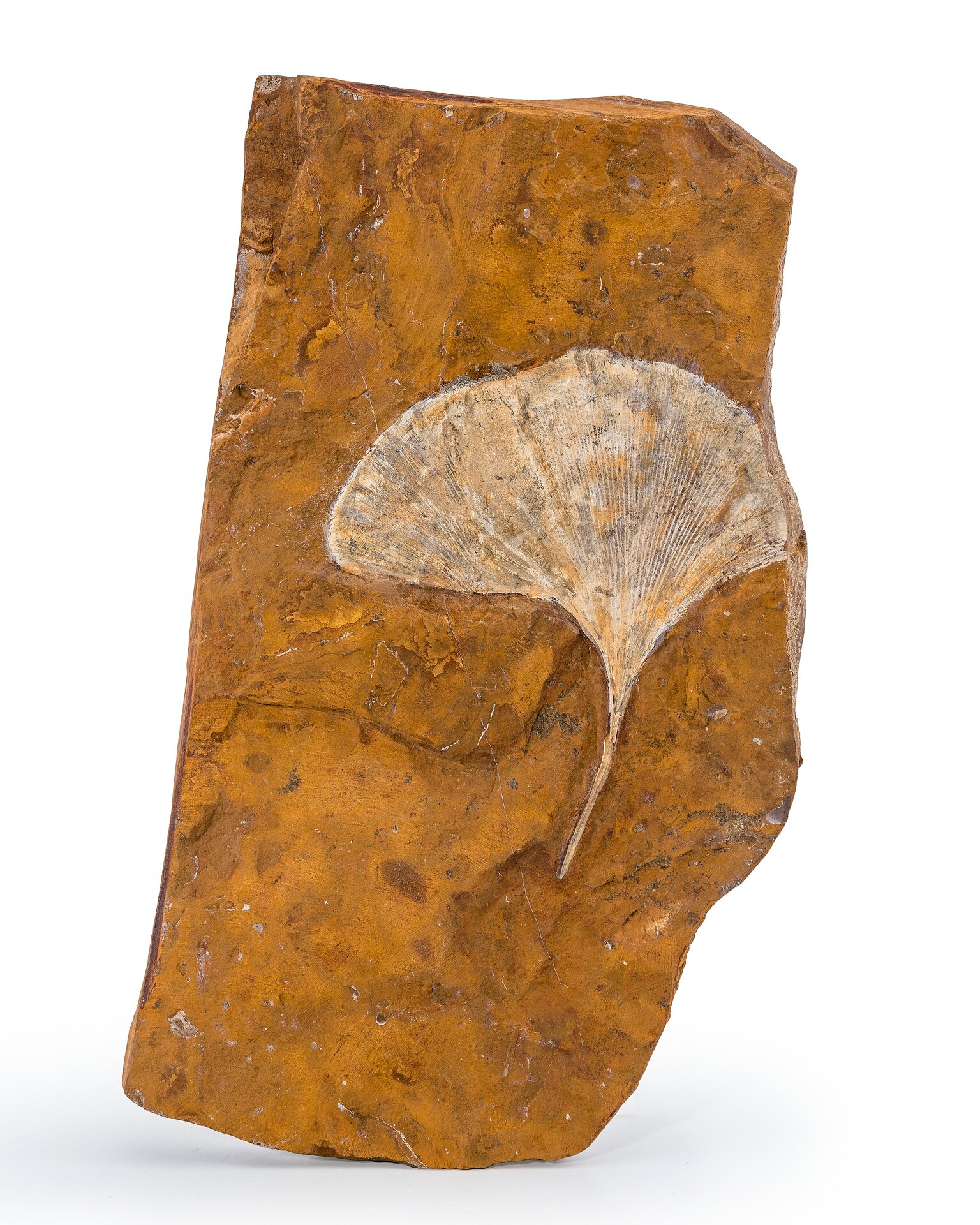 Fossil Ginkgo Leaf. Ginkgo adiantoides. Paleocene. Sentinel Butte | Lot ...