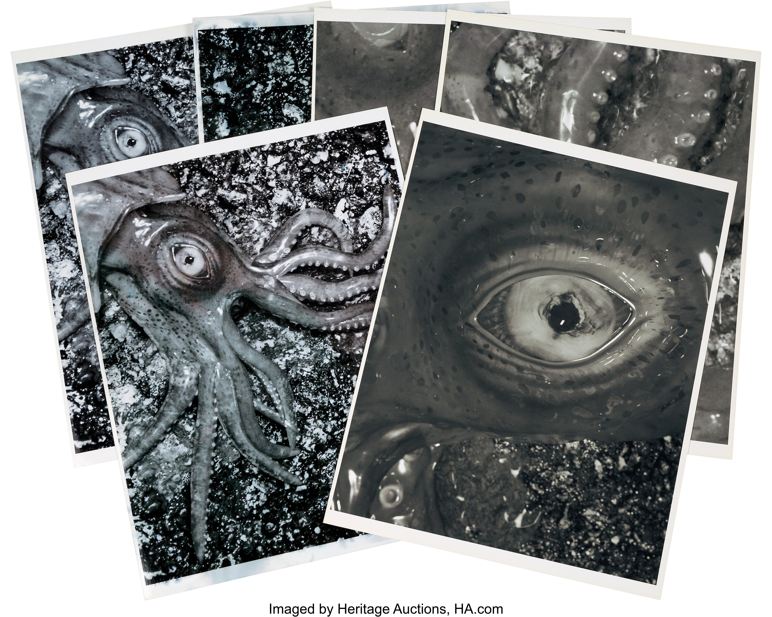Tim Blake Nelson "Looking Glass" Black and White Squid Photo Props ...