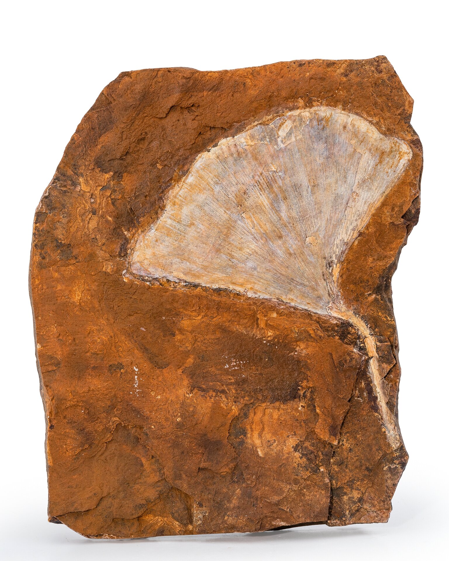 Fossil Ginkgo Leaf. Ginkgo adiantoides. Paleocene. Sentinel Butte | Lot ...