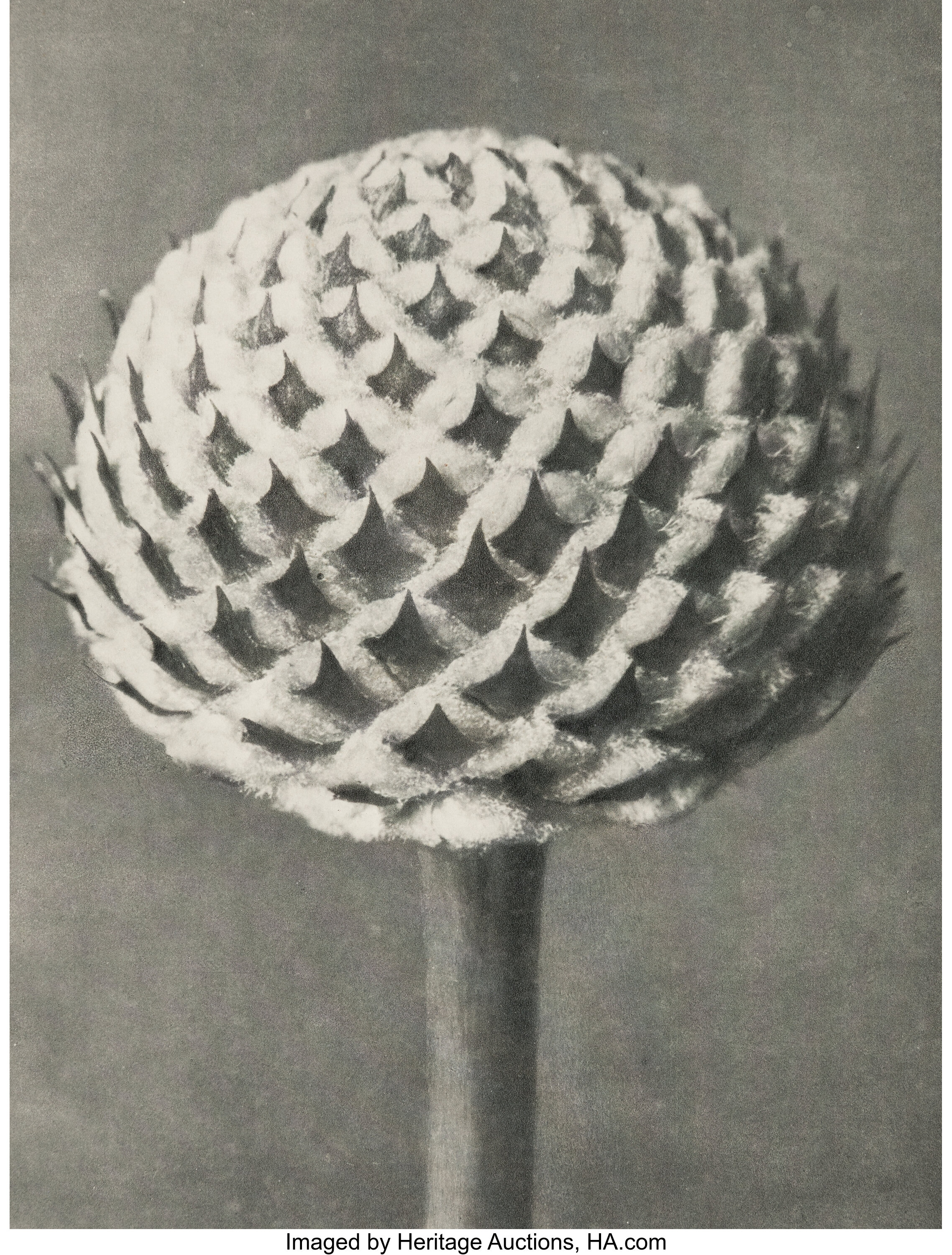 Karl Blossfeldt (German, 1865-1932). Group of 10 Plates from | Lot ...