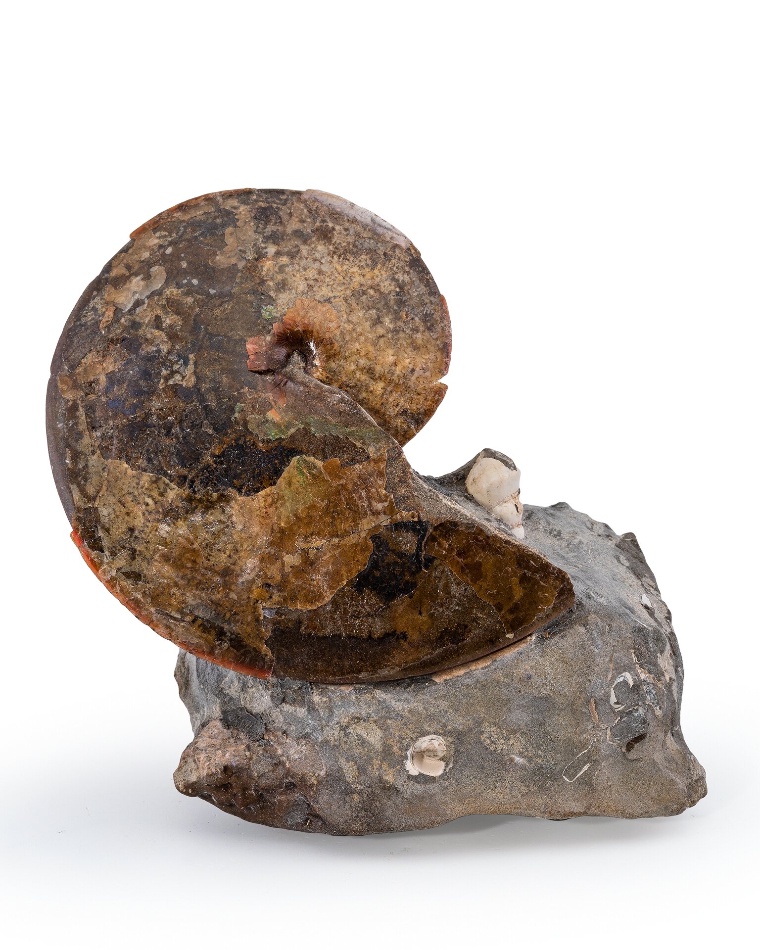Ammonite Fossil. Sphenodiscus sp.. Cretaceous. Zone Trail City | Lot ...