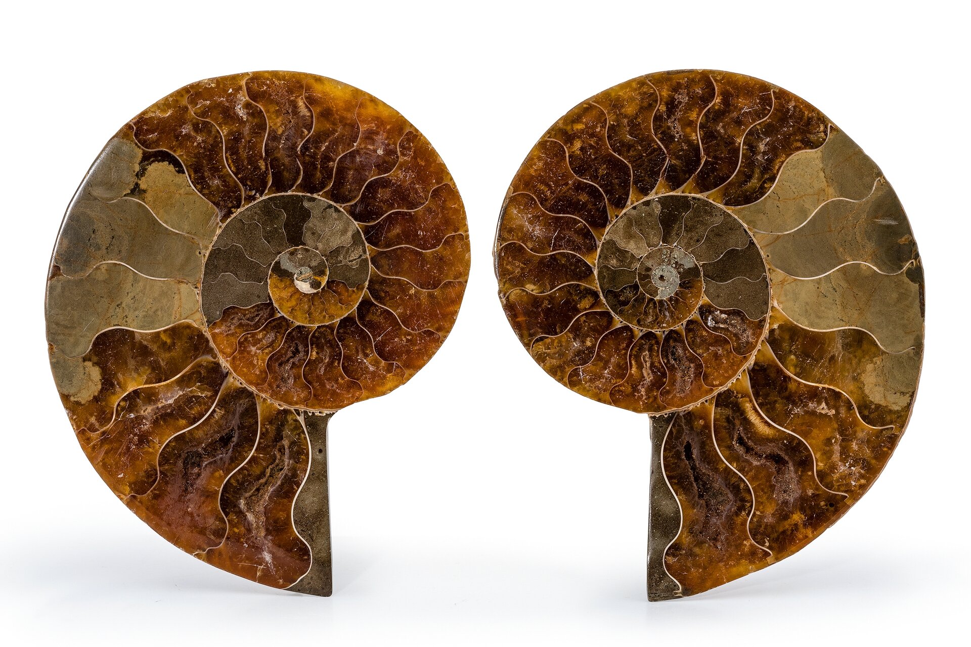 Sliced Ammonite Pair. Cleoniceras sp.. Cretaceous. Madagascar. 3.06 ...