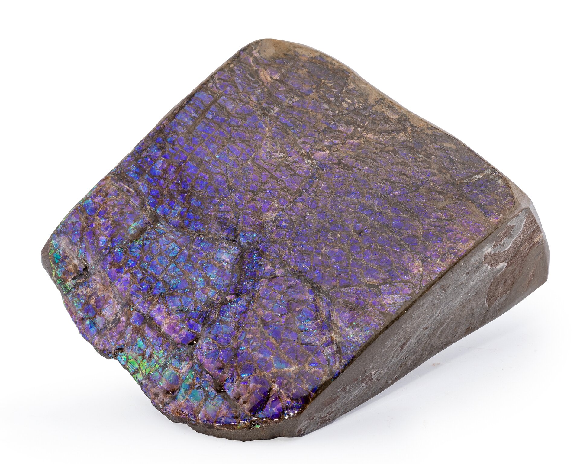Ammolite Fossil. Placenticeras sp.. Cretaceous. Bearpaw Formation ...