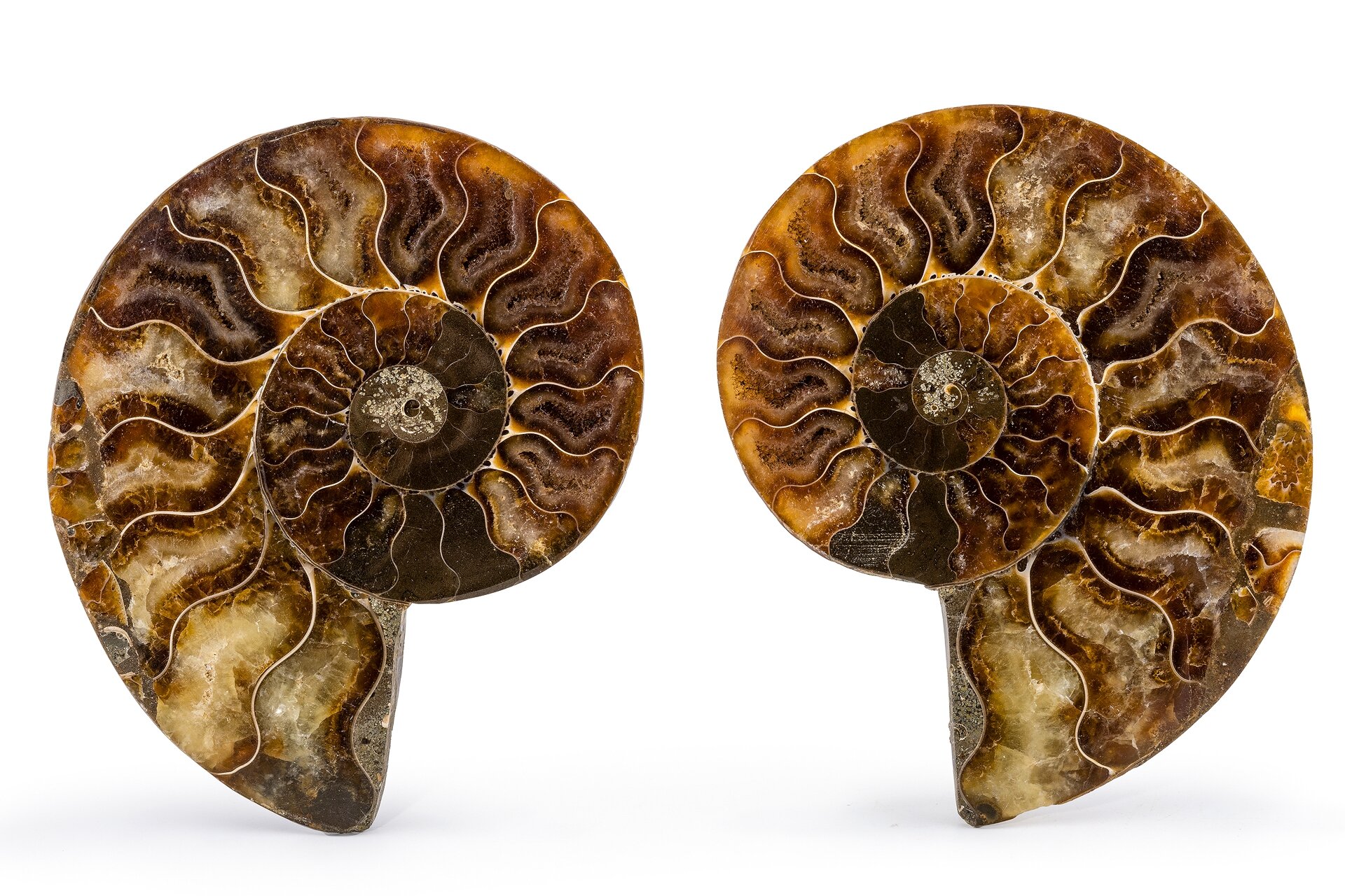 Sliced Ammonite Pair. Cleoniceras sp.. Cretaceous. Madagascar. 3.66 ...