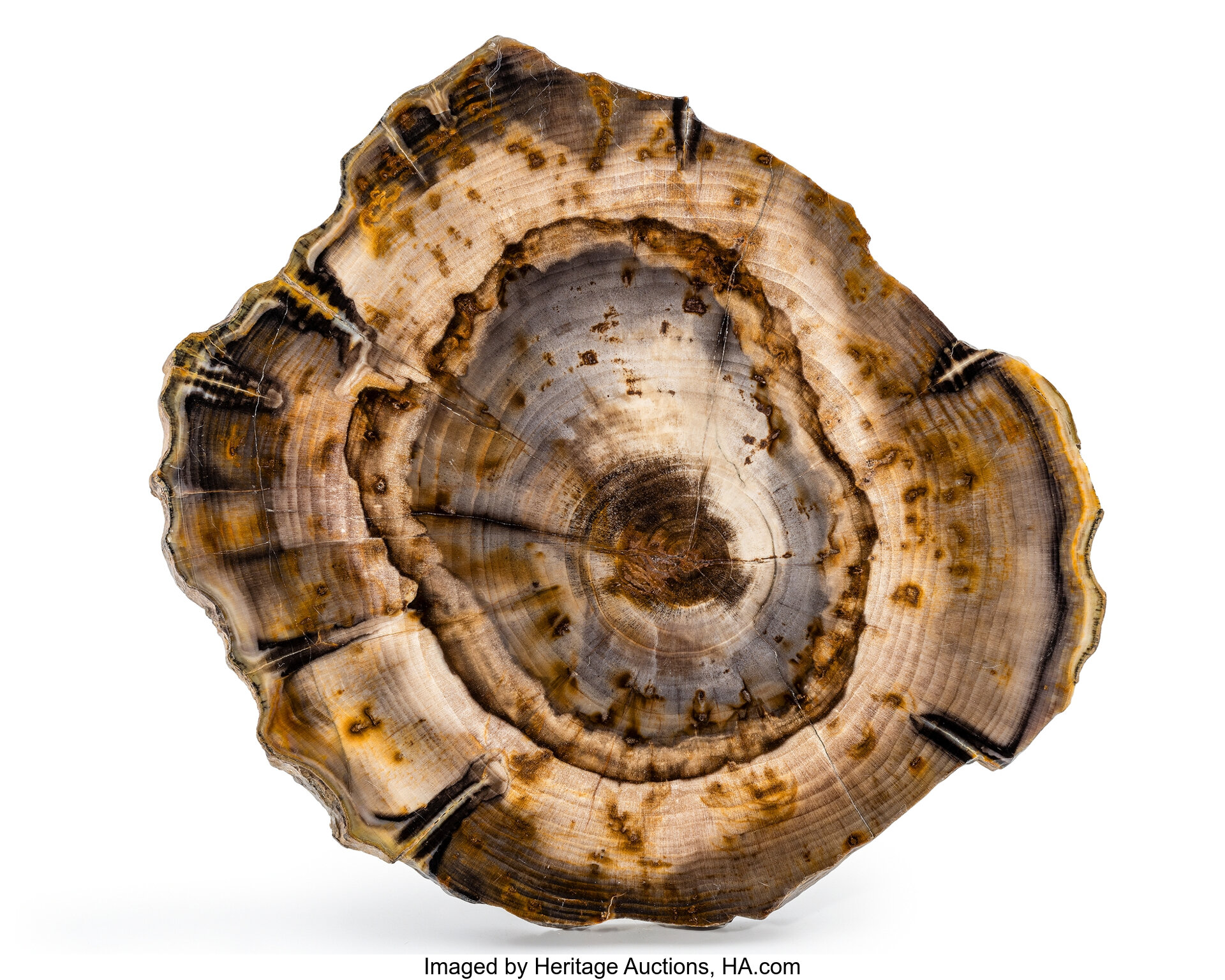 Petrified Wood Slab. Ginkgo sp.. Miocene. Wanapum Basalt Formation ...