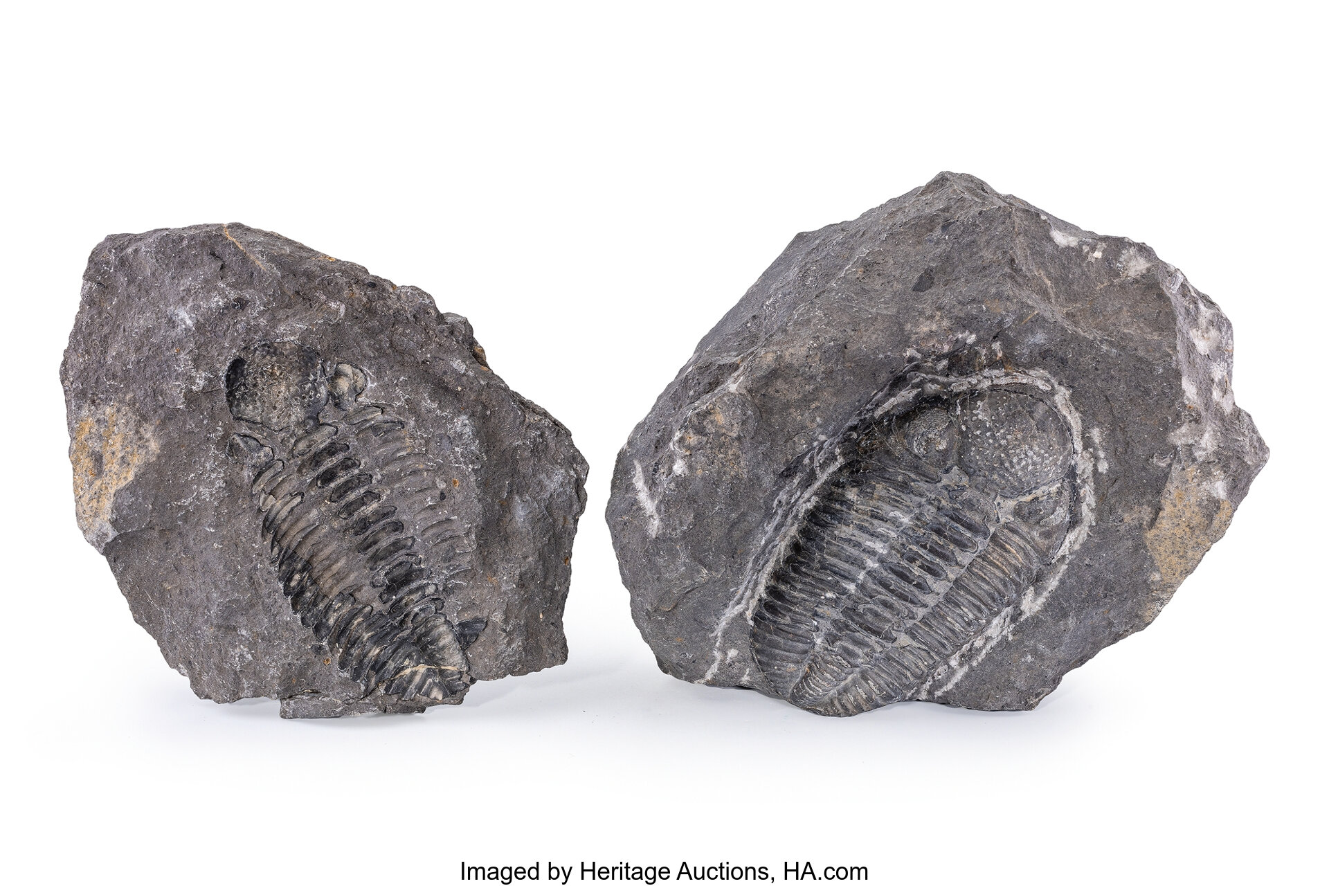 Trilobite Fossil (Positive/Negative). Phacops sp.. Devonian. | Lot ...