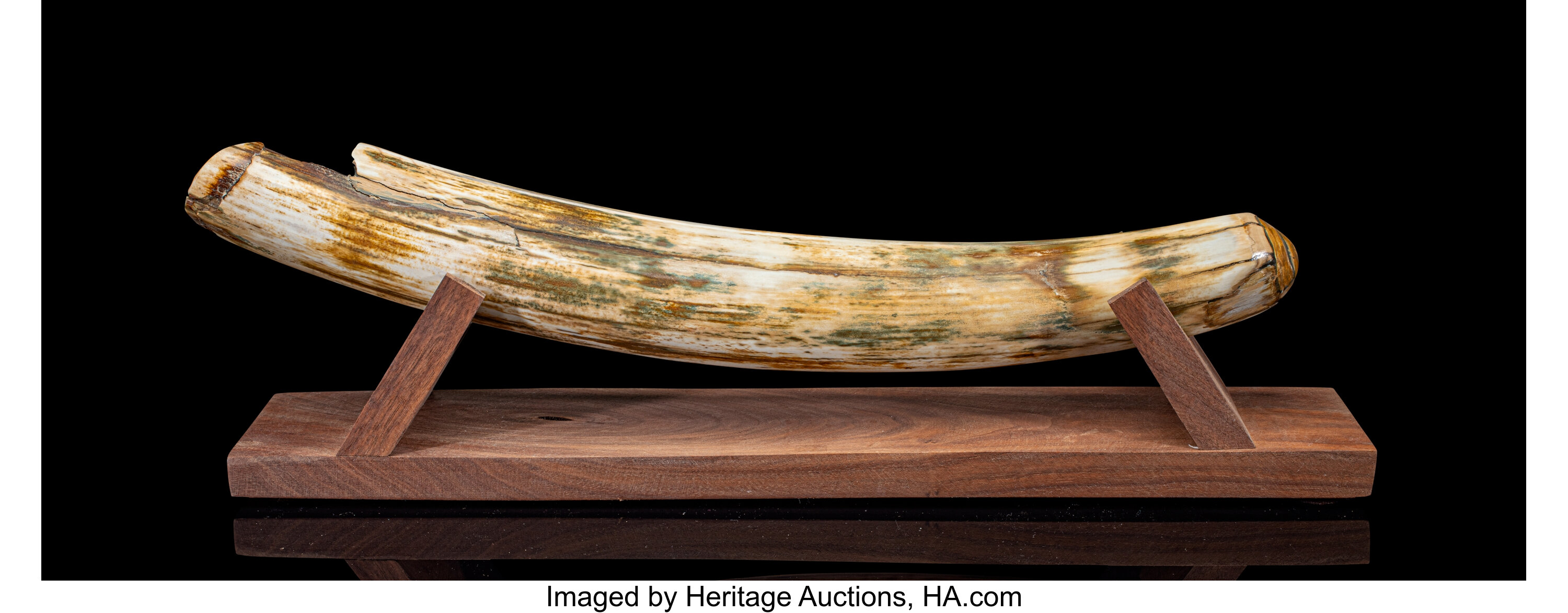 Woolly Mammoth Tusk Tip. Mammuthus primigenius. Pleistocene. | Lot ...