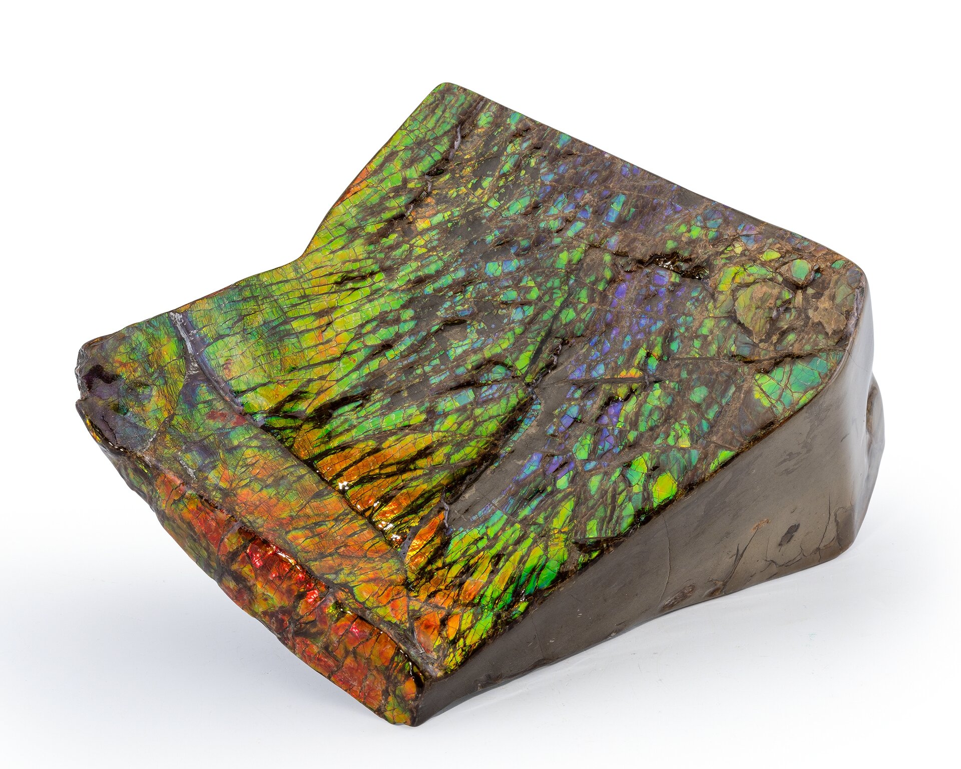 Ammolite Fossil. Placenticeras sp.. Cretaceous. Bearpaw Formation ...