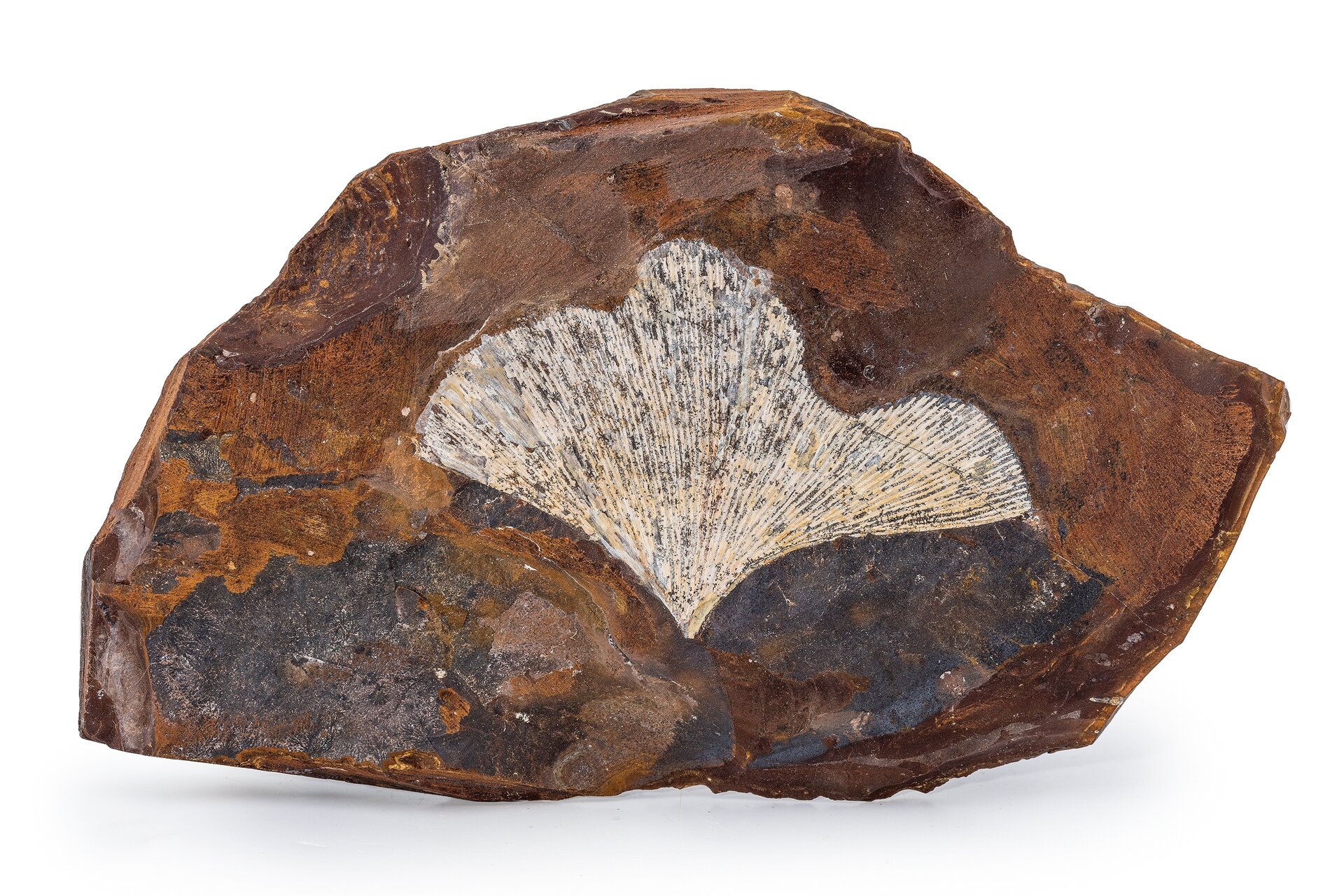 Fossil Ginkgo Leaf. Ginkgo adiantoides. Paleocene. Sentinel Butte | Lot ...