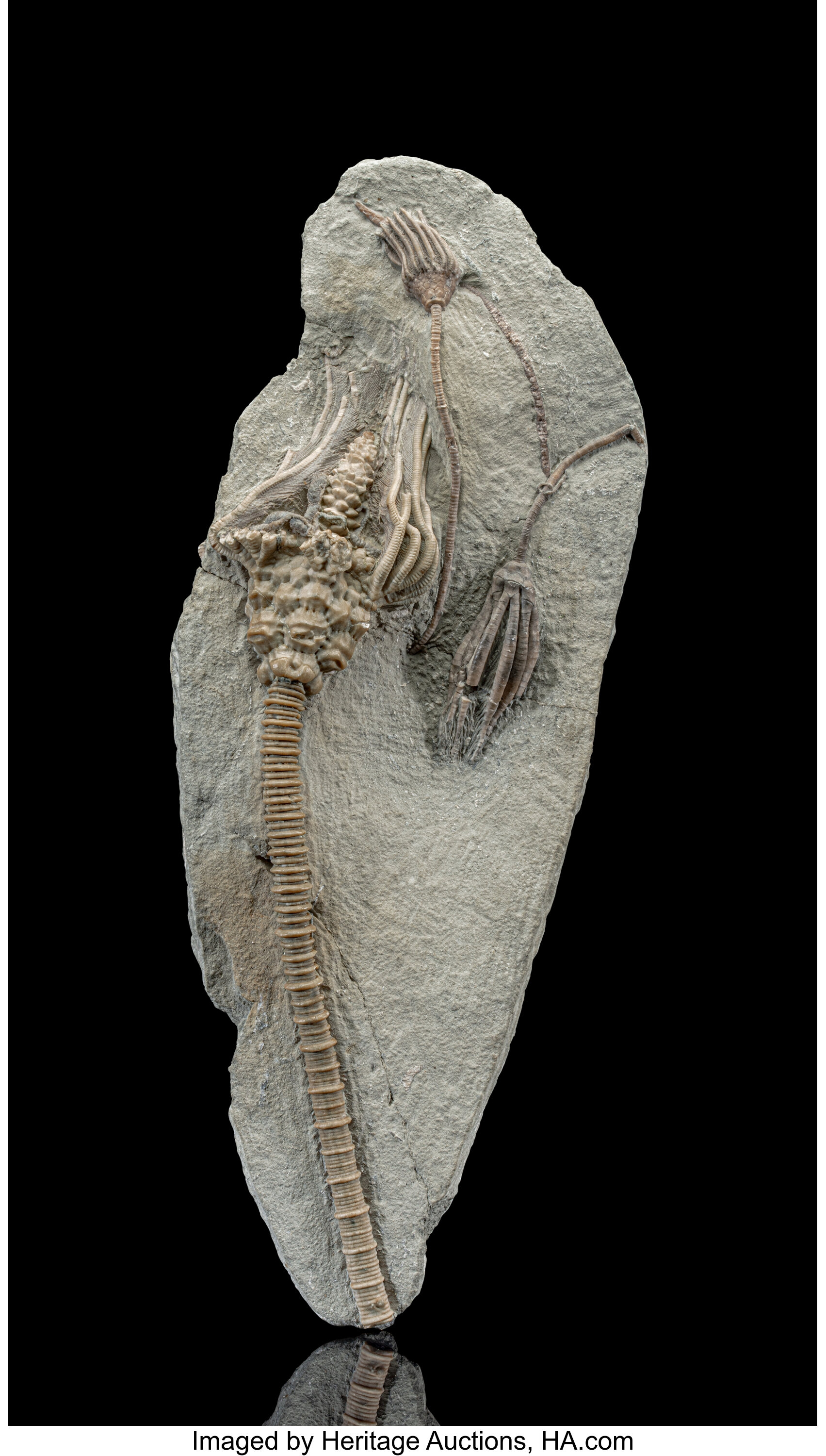 Fossil Crinoids . Pachyiocrinus aequalis, Macrocrinus mundulus, & | Lot ...