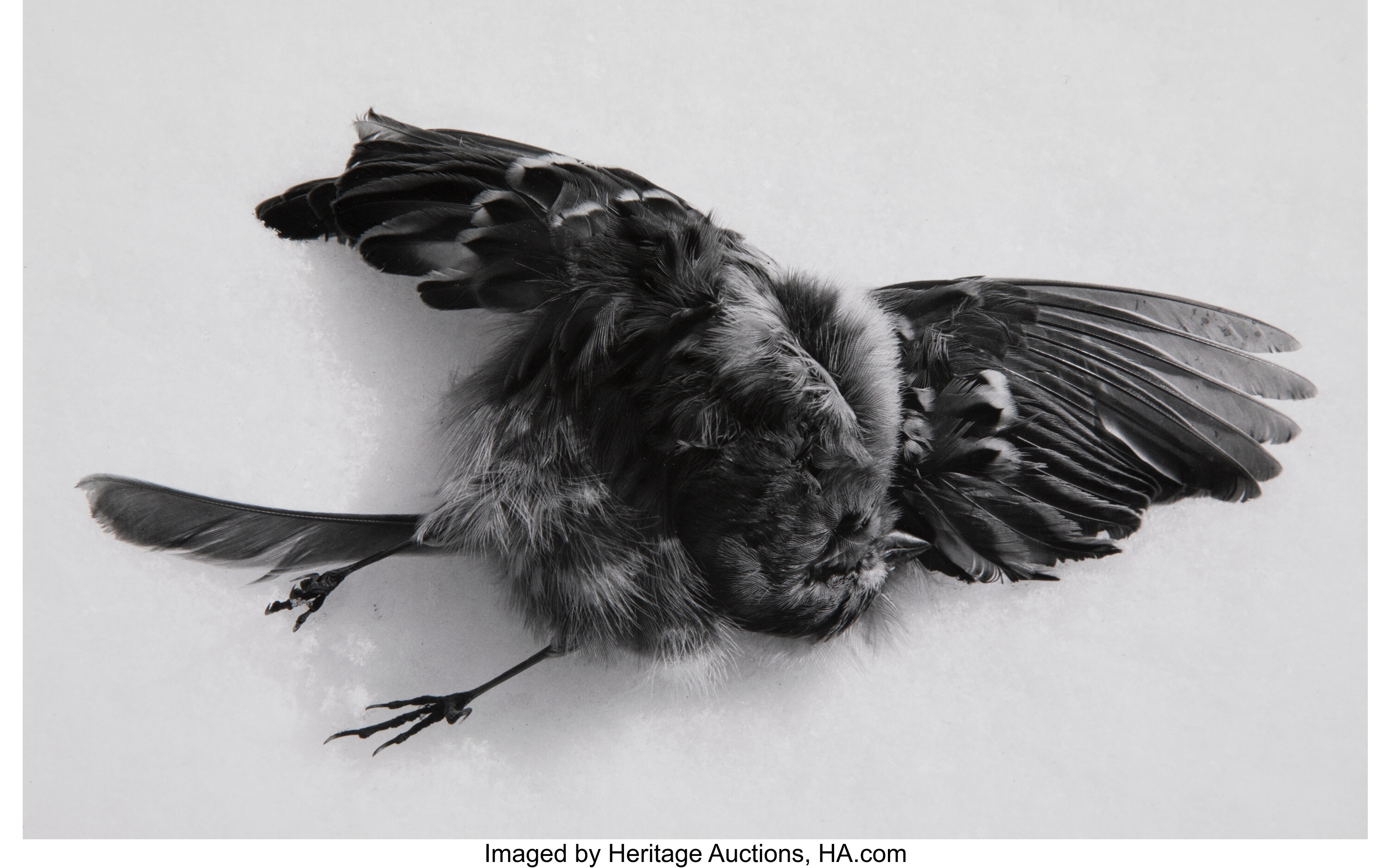 David Currie (American, 20th Century). Untitled (Dead Bird), 1963 ...