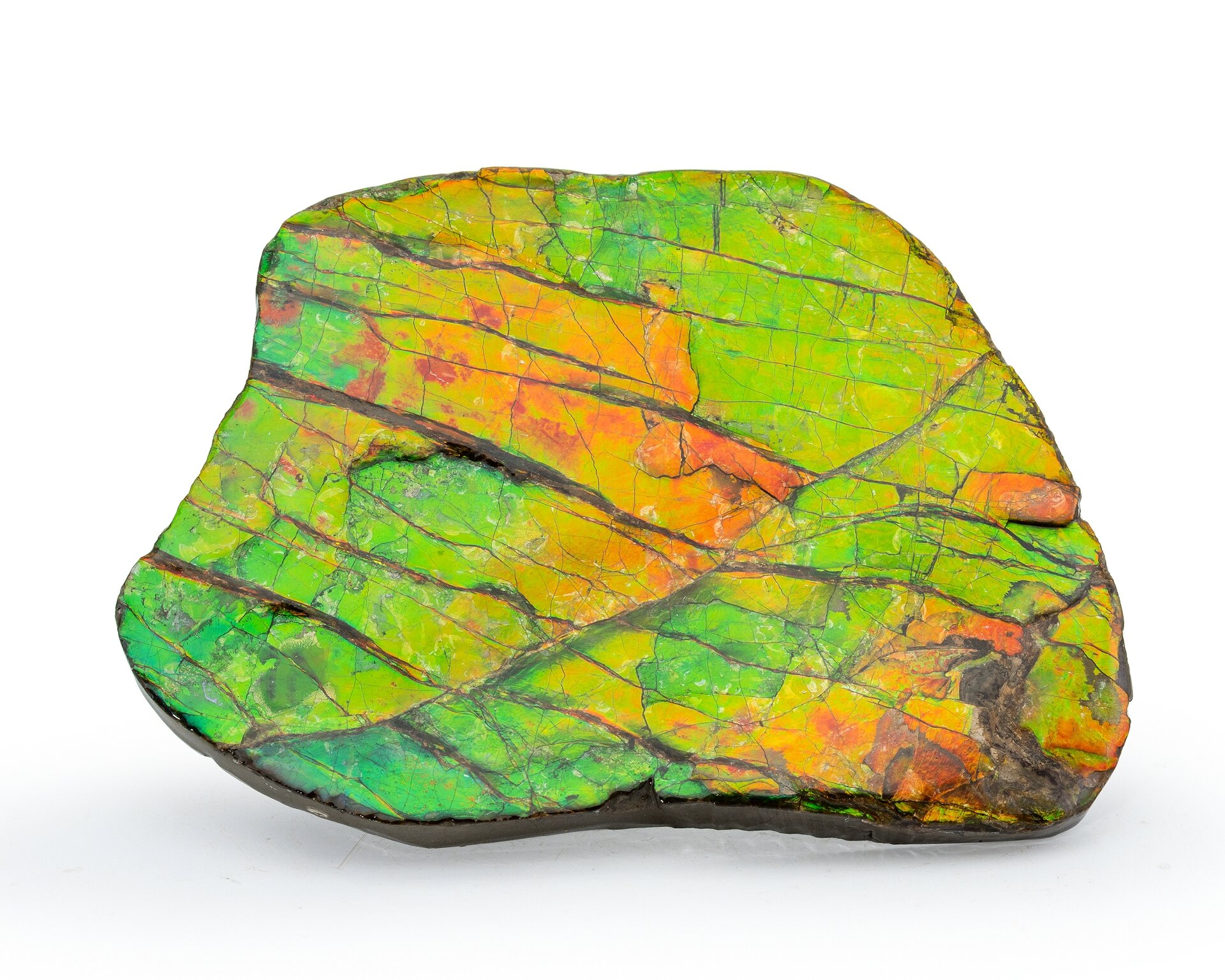 Ammolite Fossil. Placenticeras sp.. Cretaceous. Bearpaw Formation ...