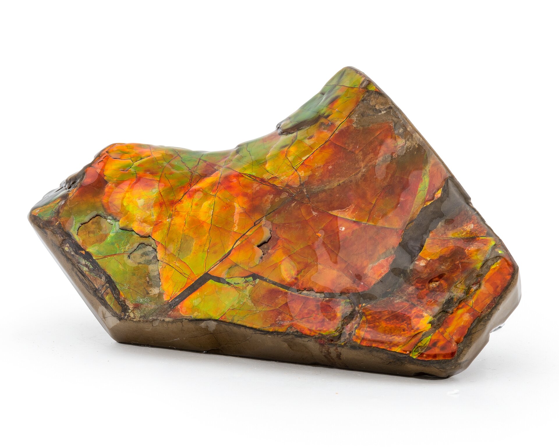 Ammolite Fossil. Placenticeras sp.. Cretaceous. Bearpaw Formation ...