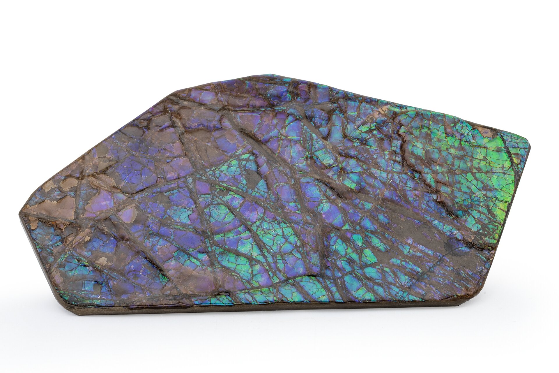 Ammolite Fossil. Placenticeras sp.. Cretaceous. Bearpaw Formation ...