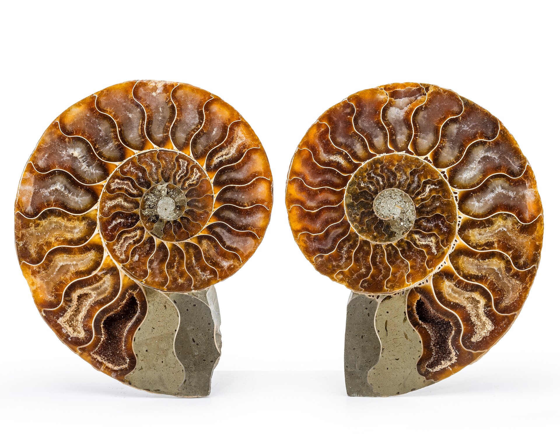 Polished Sliced Ammonite Fossil Pair. Cleoniceras sp.. Cretaceous ...