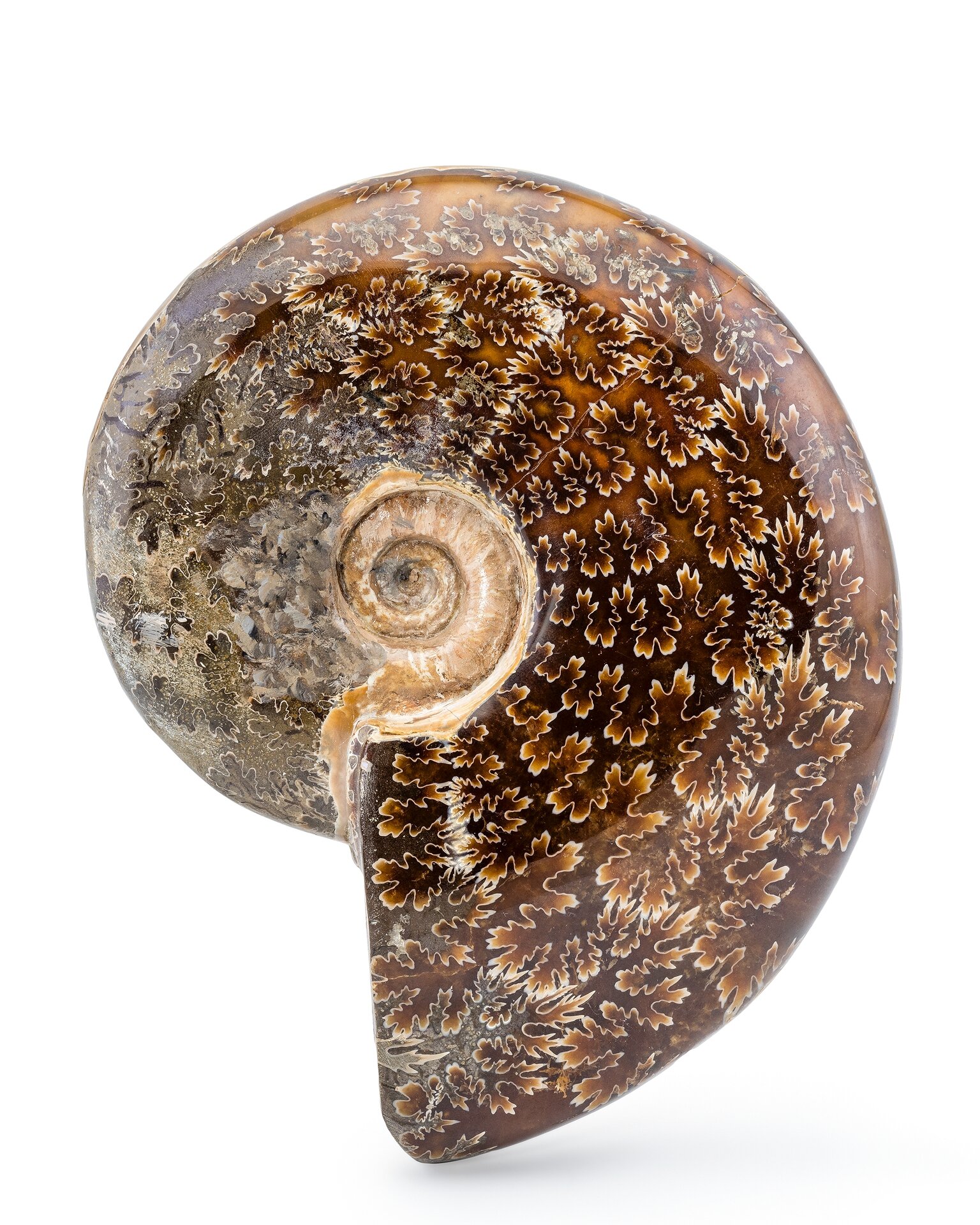 Ammonite Fossil. Cleoniceras sp.. Cretaceous. Madagascar. 4.98 x | Lot ...