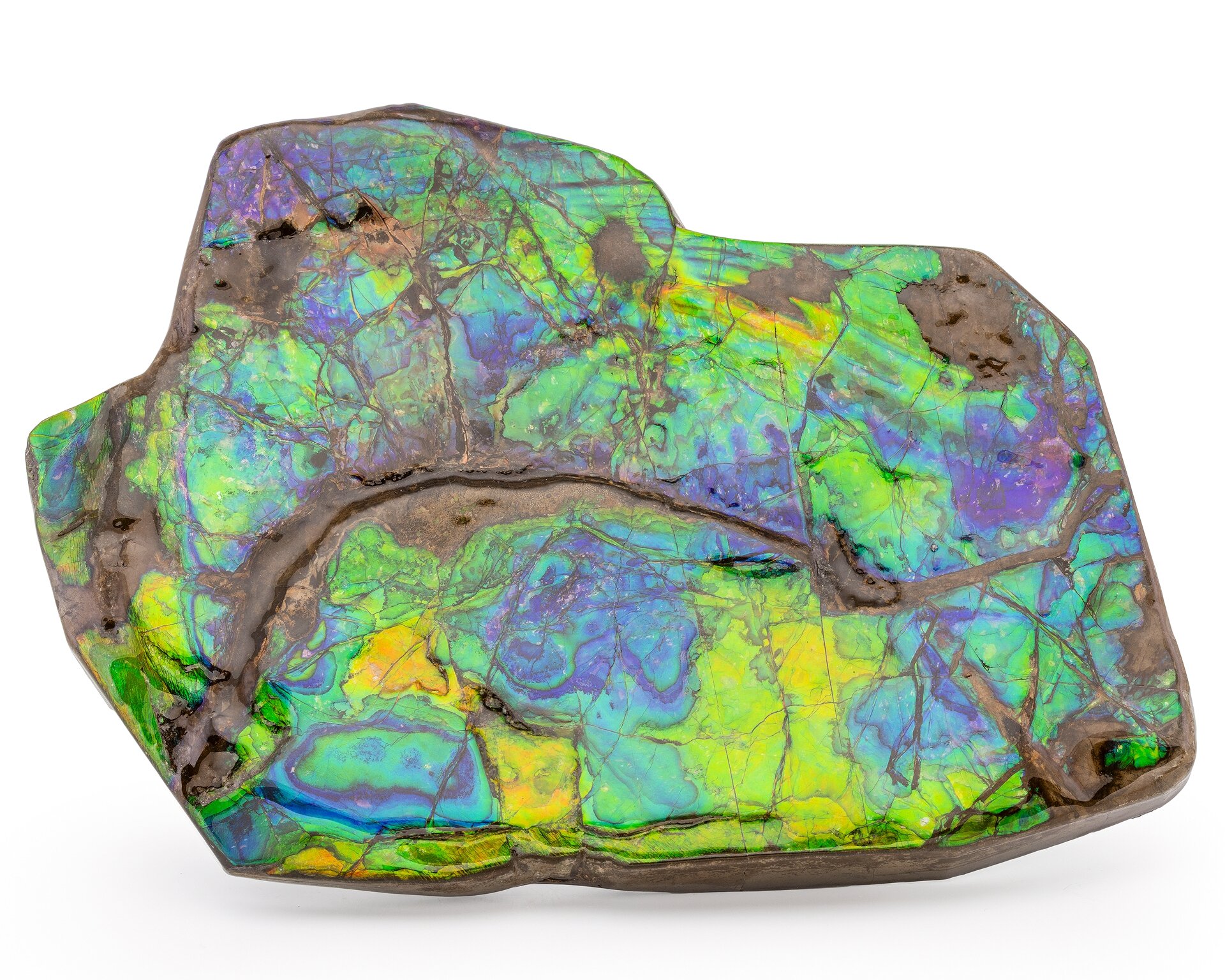 Ammolite Fossil. Placenticeras sp.. Cretaceous. Bearpaw Formation ...