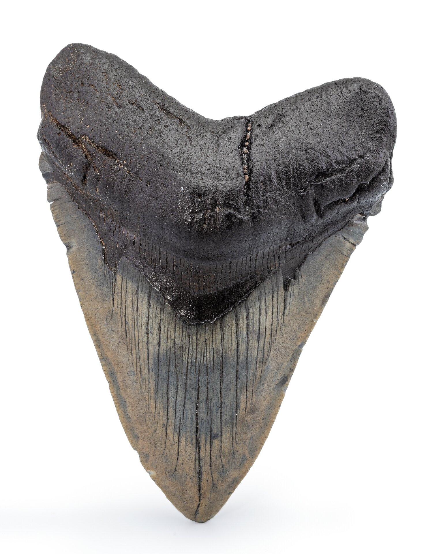 Megalodon Shark Tooth. Otodus megalodon. Miocene. Morgan River. | Lot ...