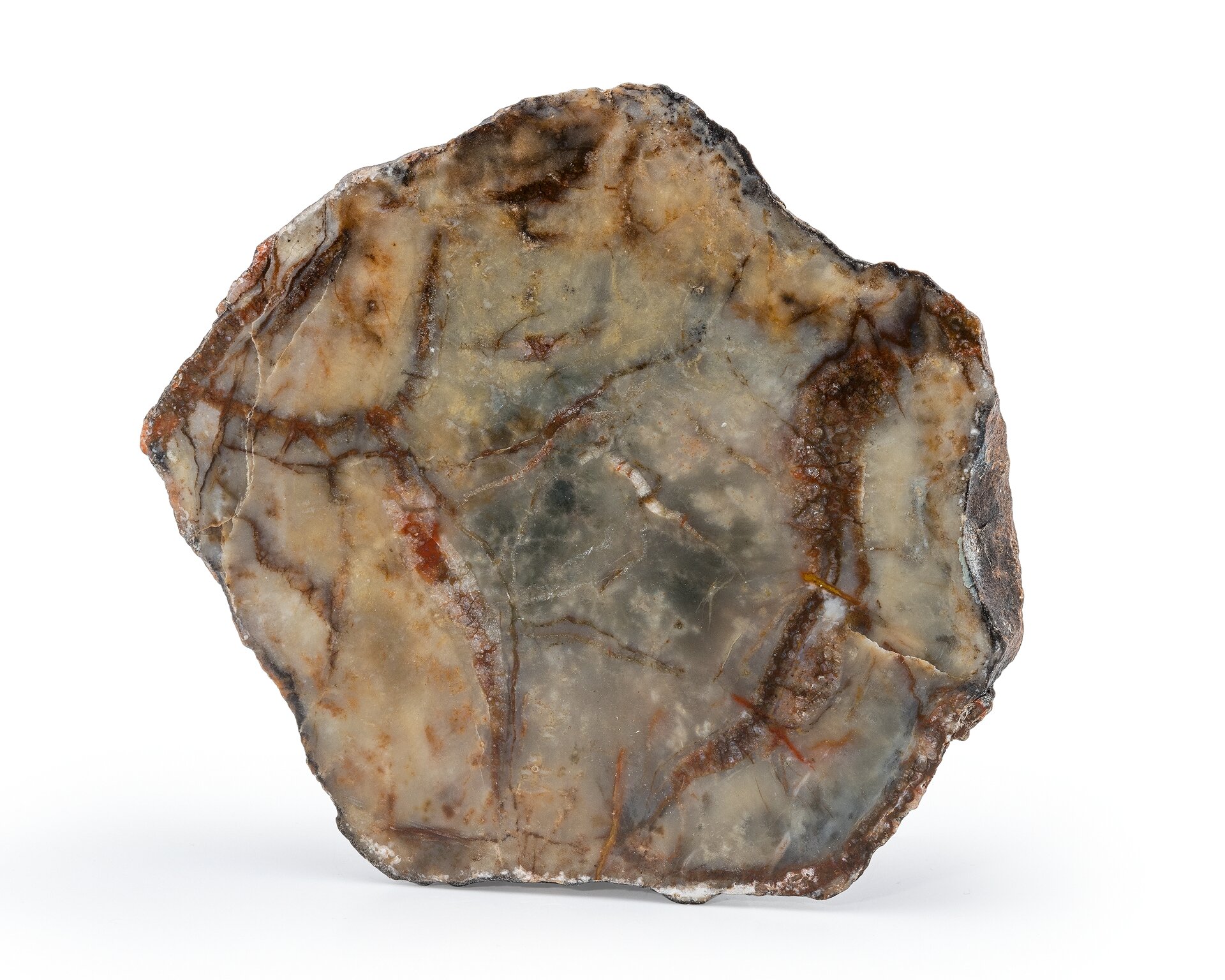 Polished Dinosaur Coprolite End Cut. Jurassic. Morrison Formation ...