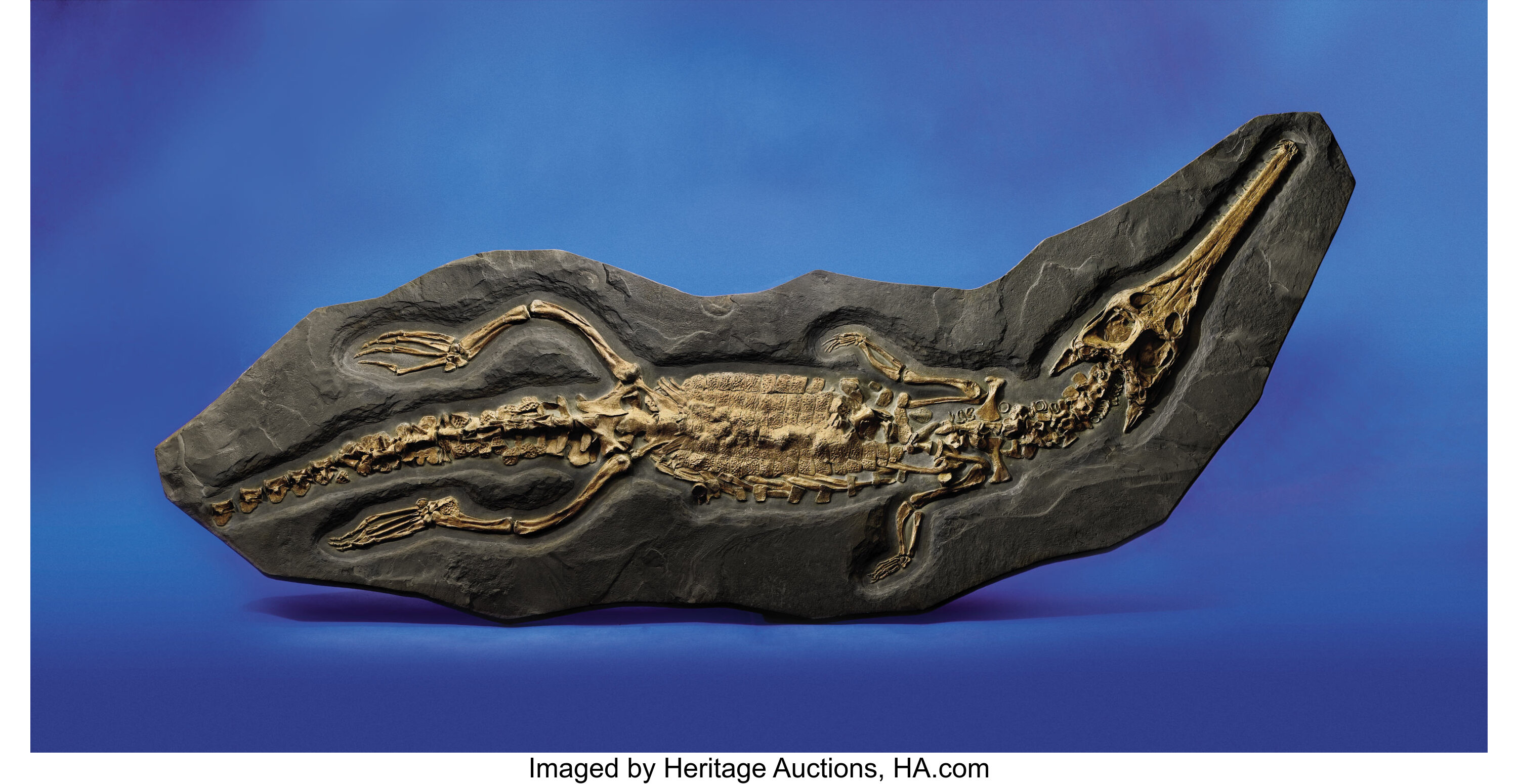 EXCEPTIONAL FOSSIL CROCODILE. ... Fossils Amphibians & Reptiles | Lot ...