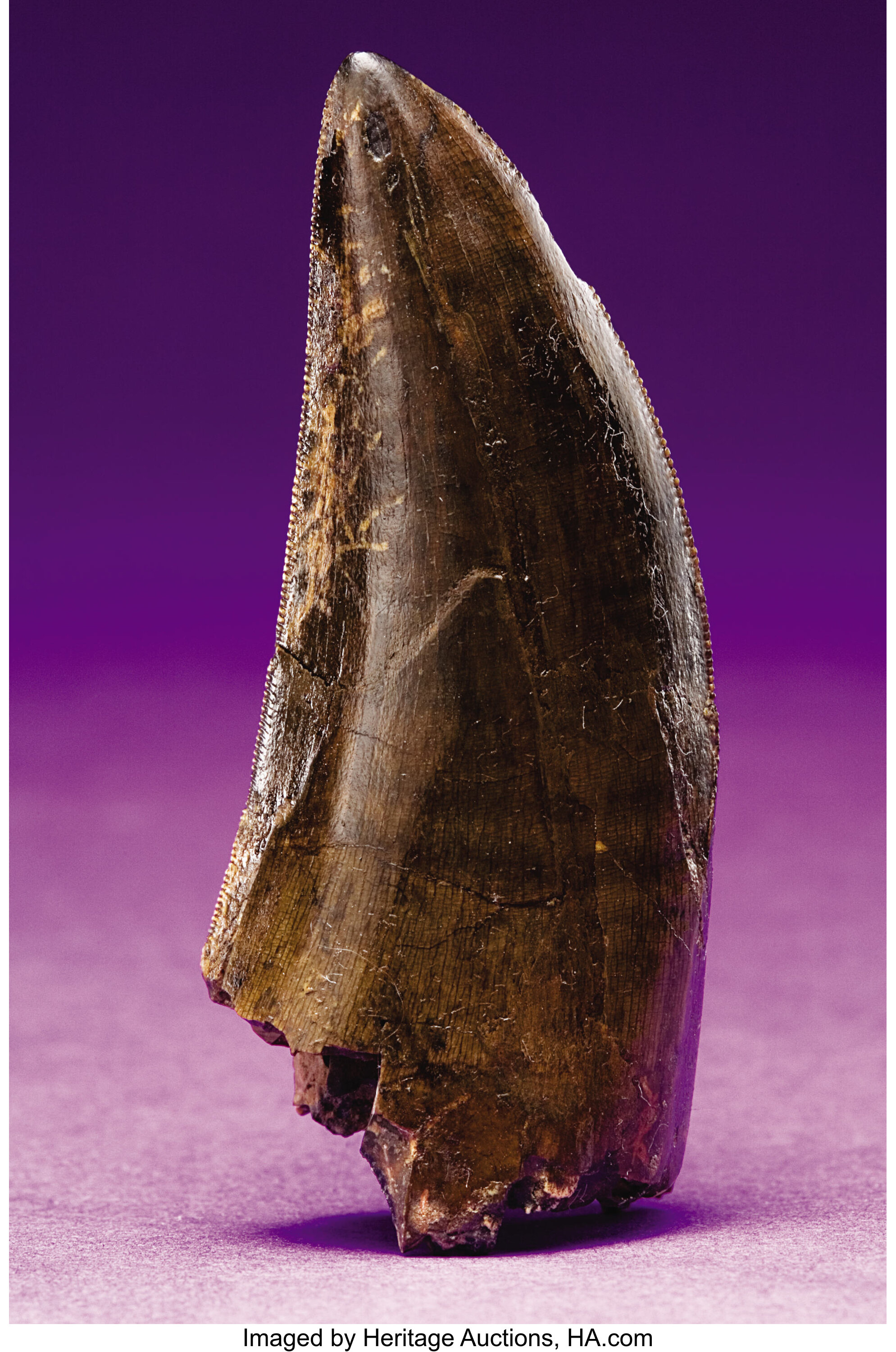 LARGE DINOSAUR TOOTH. ... Dinosauria Teeth | Lot #41331 | Heritage Auctions